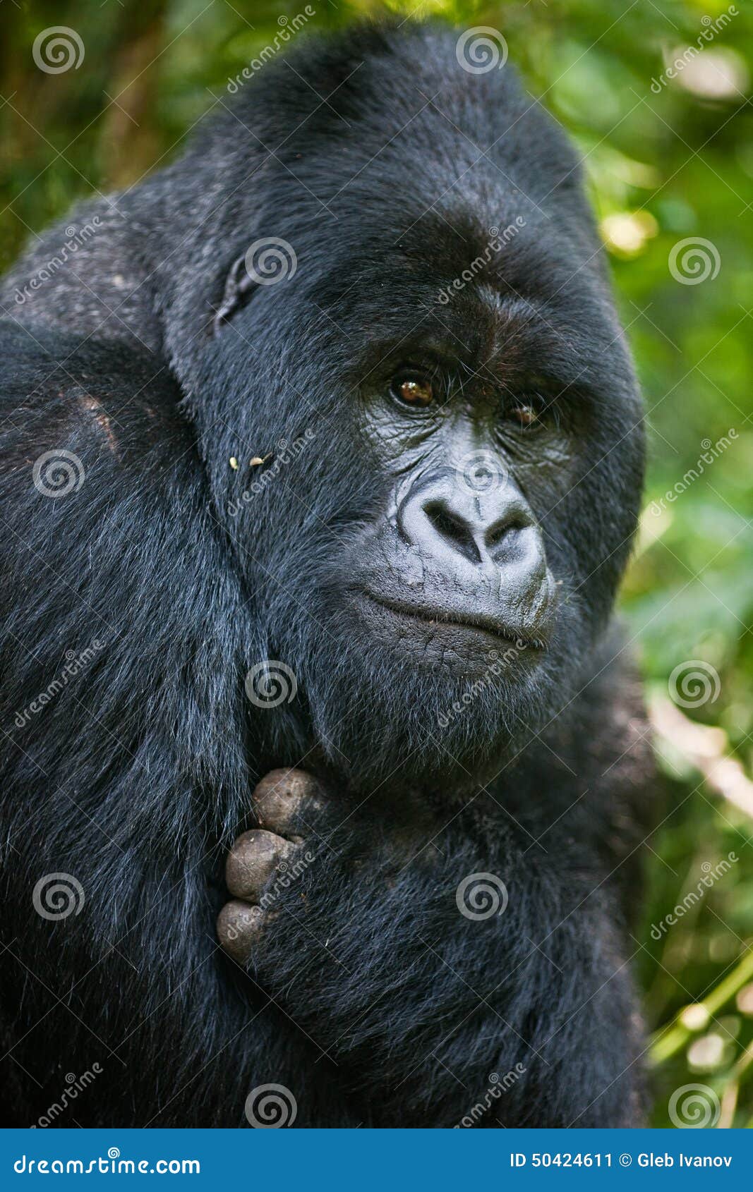 Gorilla stock image. Image of gorilla, monkey, silverback - 50424611