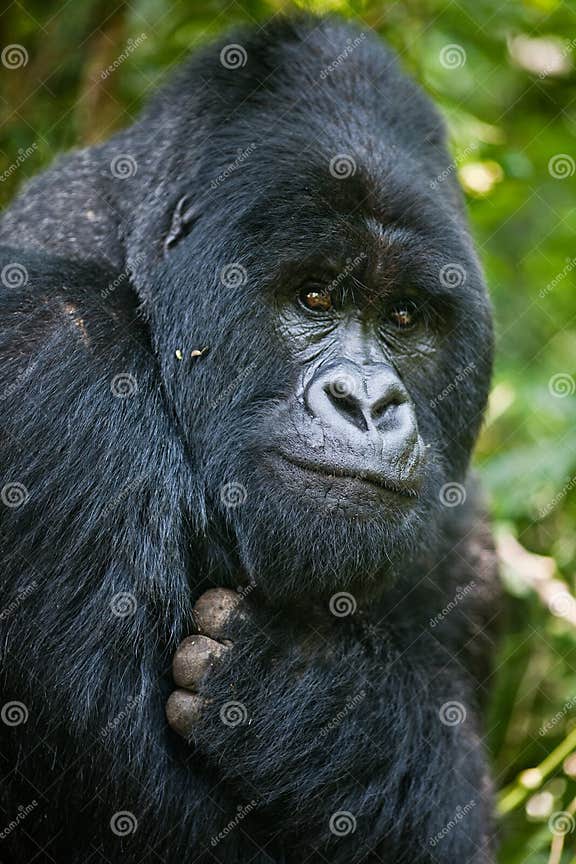 Gorilla stock image. Image of gorilla, monkey, silverback - 50424611