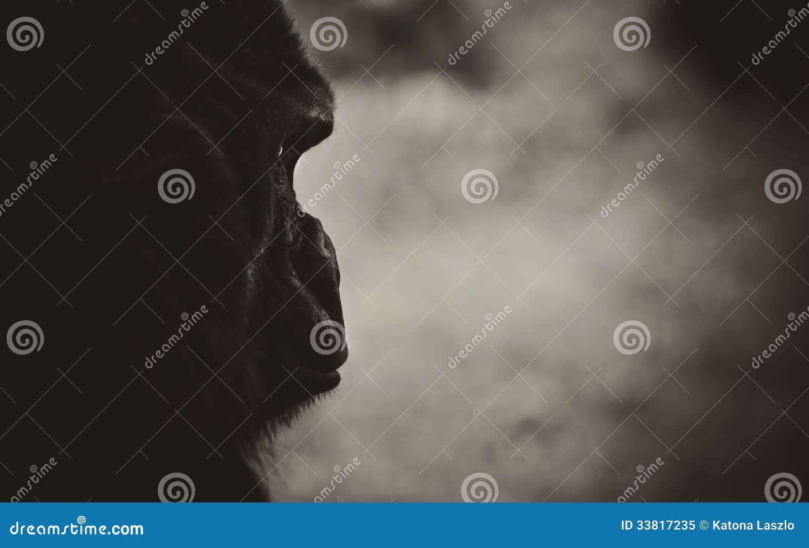 Gorilla Monkey Ape Fist Palm Close-up Fingers Touching Glass Zoo Stock ...