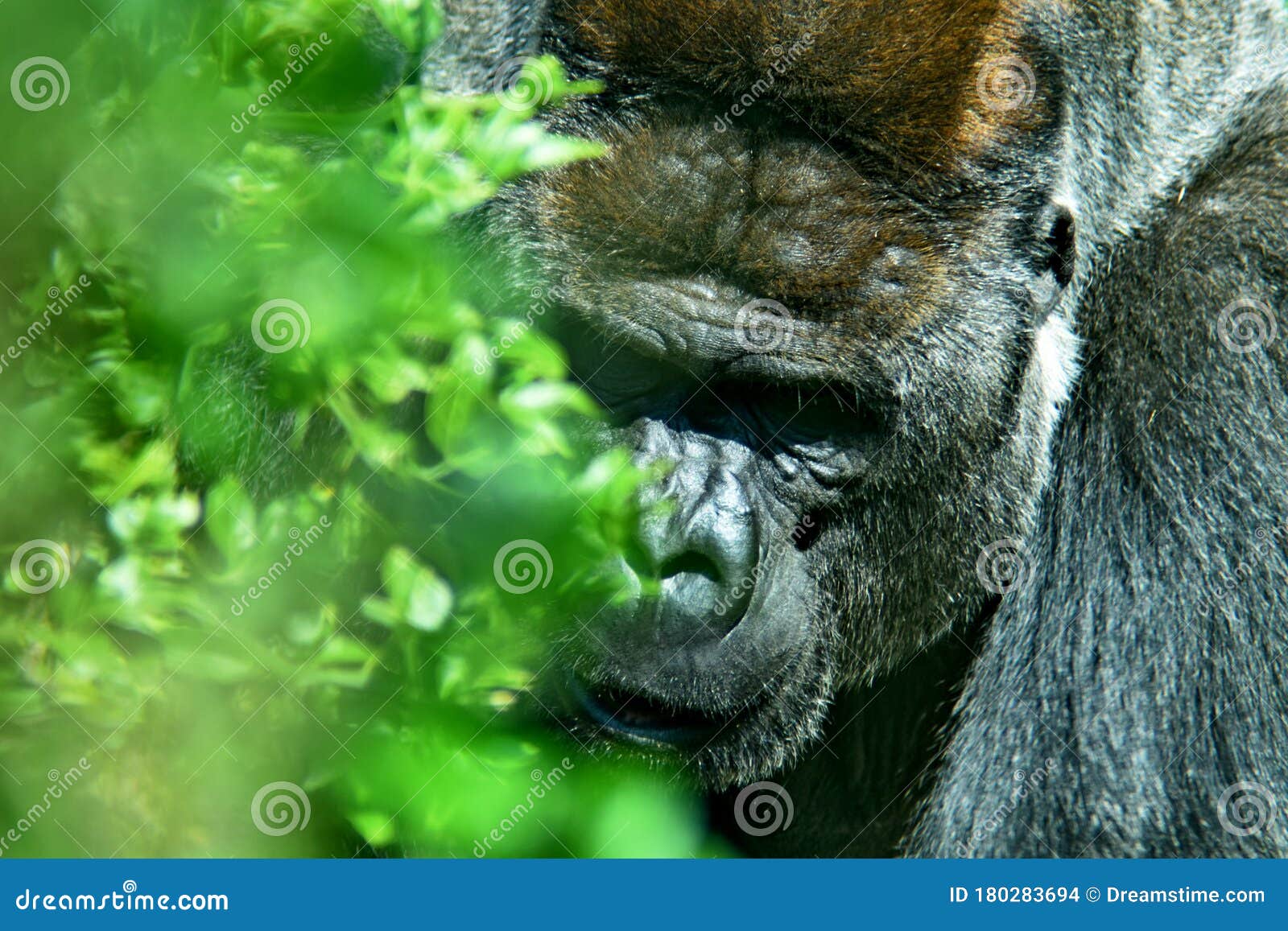 Gorilla Monkey Half Hidden by Bushes of Greenery Stock Photo - Image of ...