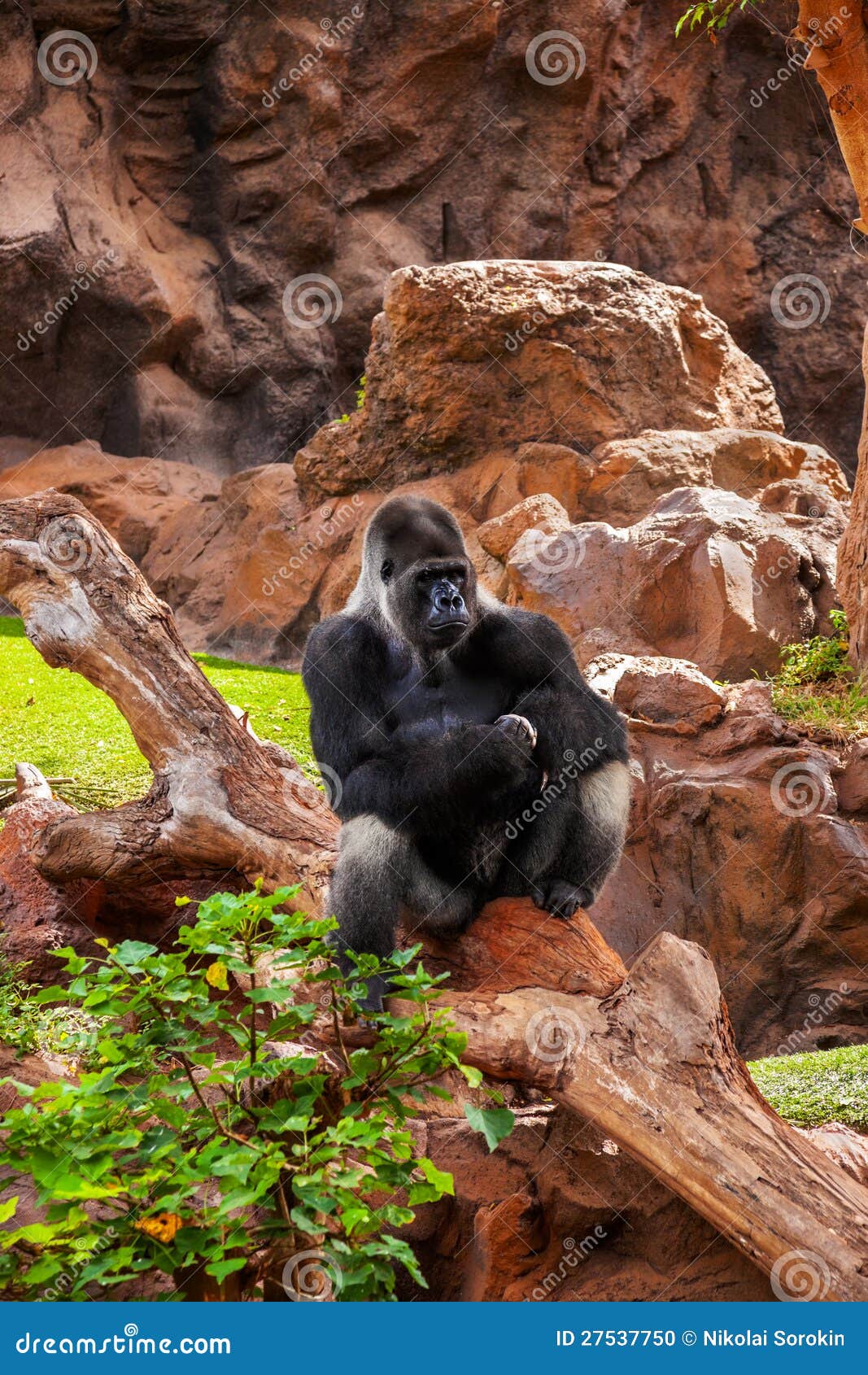 Gorilla Monkey Ape Fist Palm Close-up Fingers Touching Glass Zoo Stock ...