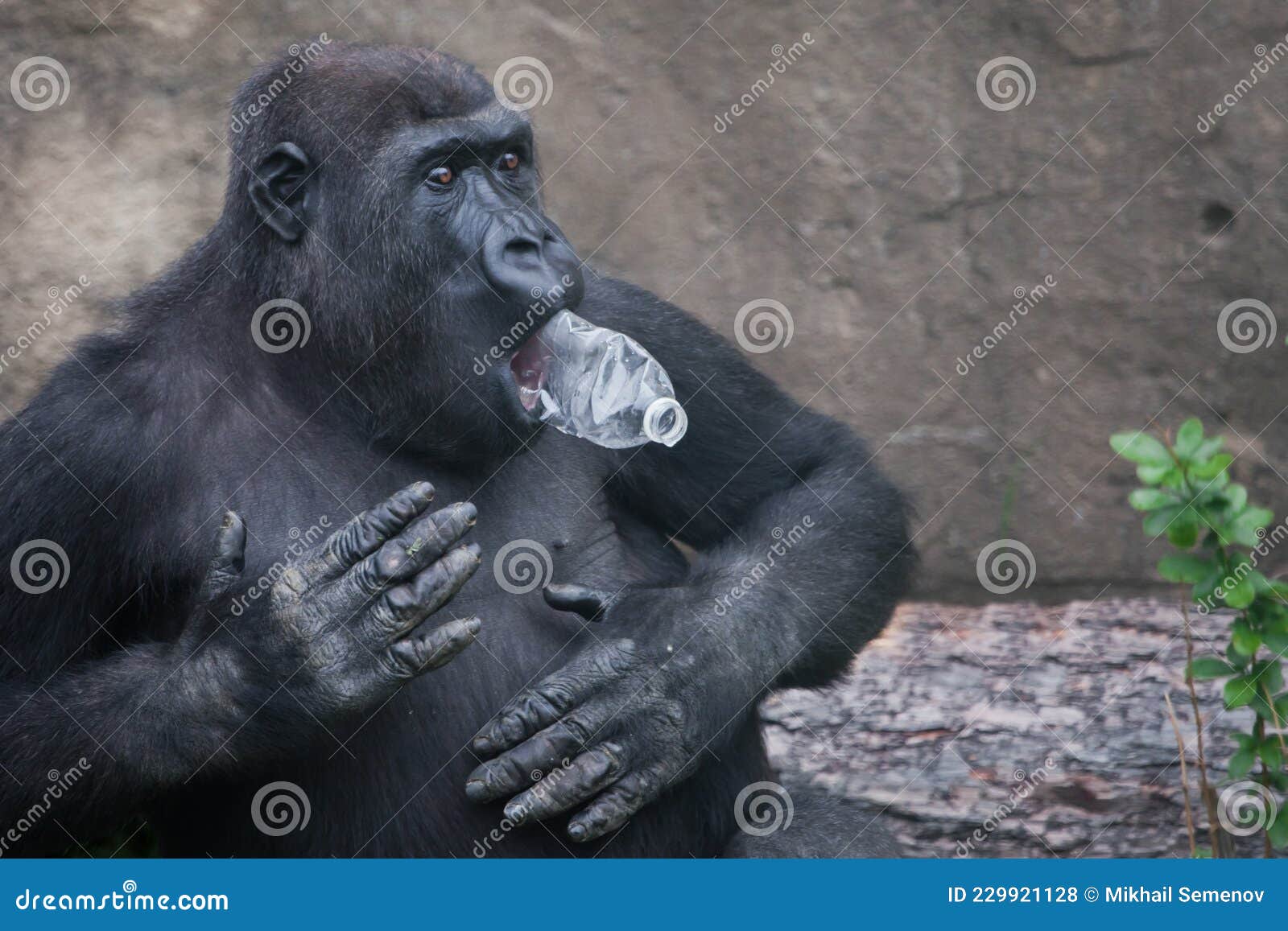 A Gorilla Monkey with a Plastic Bottle Beats Himself Stock Photo ...
