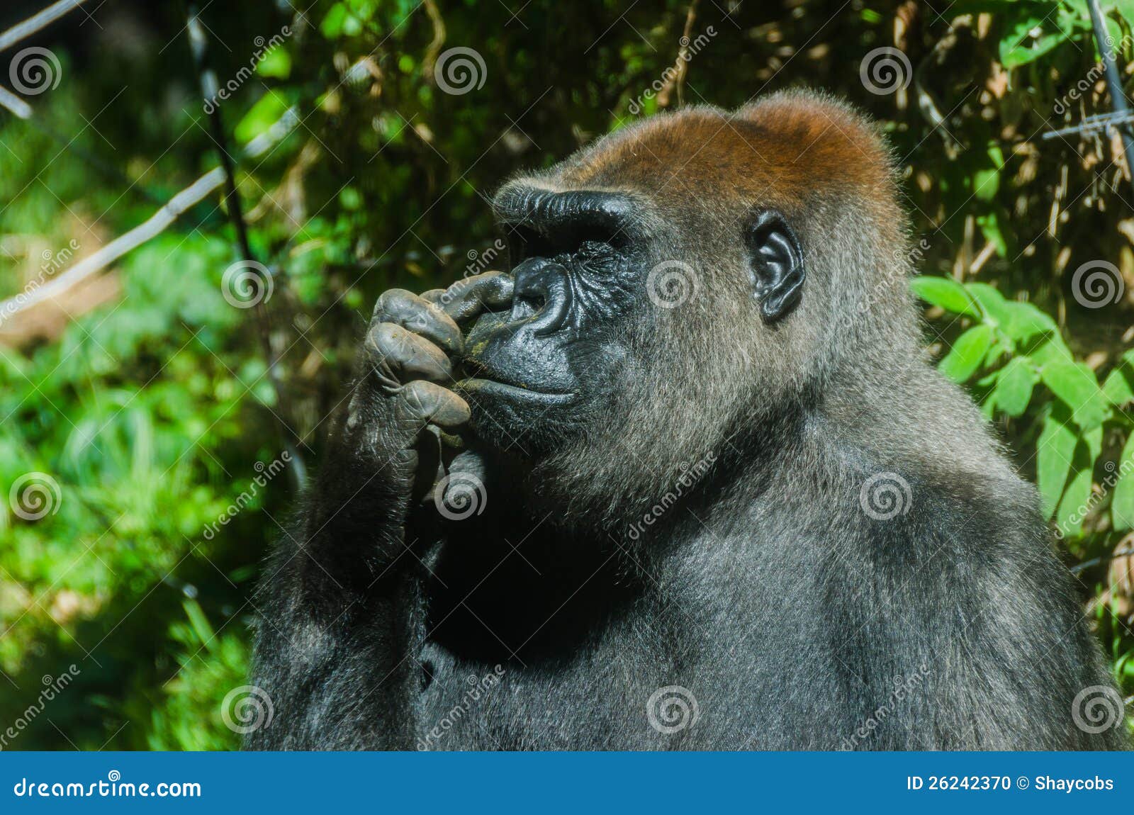Gorilla picking its nose stock photo. Image of safari - 26242370