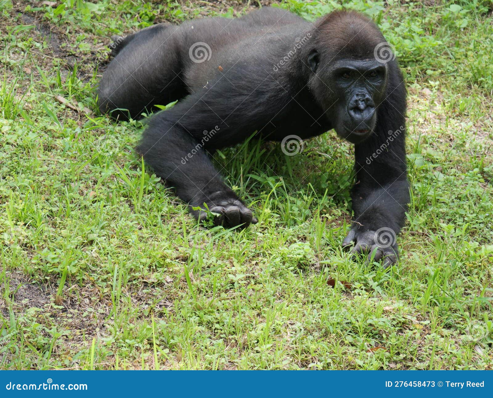 A Gorilla Playing Around in the Grass Stock Image - Image of mammal ...