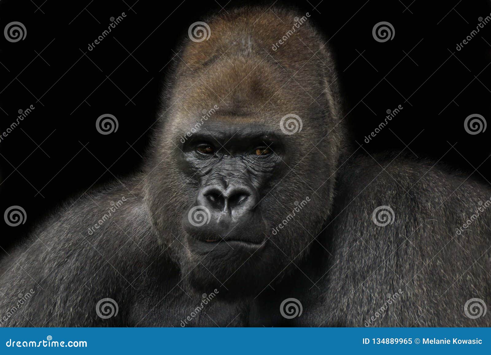 Portrait of the Silverback stock image. Image of wildlife - 134889965