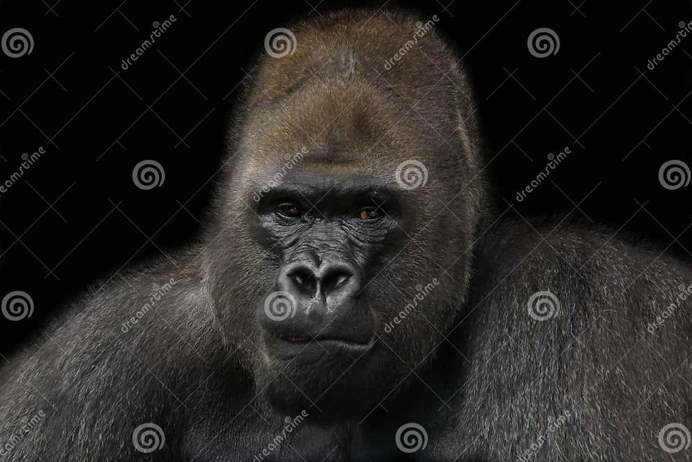 Portrait of the Silverback stock image. Image of wildlife - 134889965