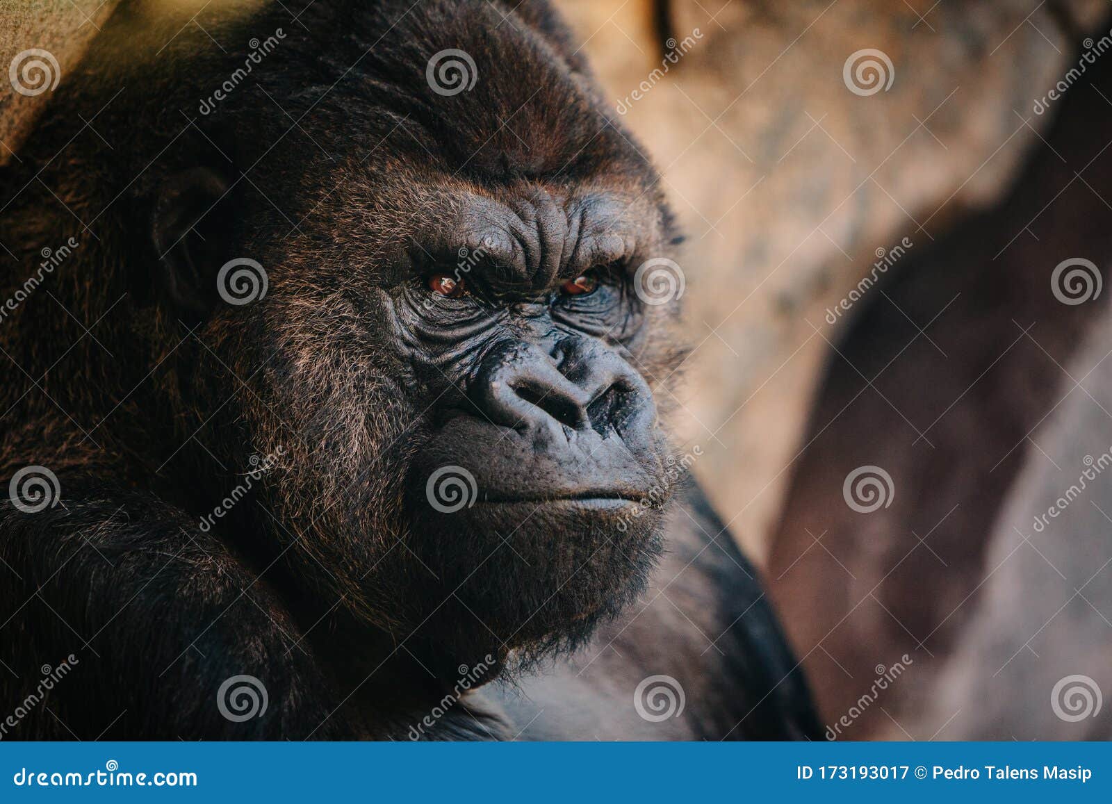 Gorilla Poses with Angry Face Stock Image - Image of garden, western ...