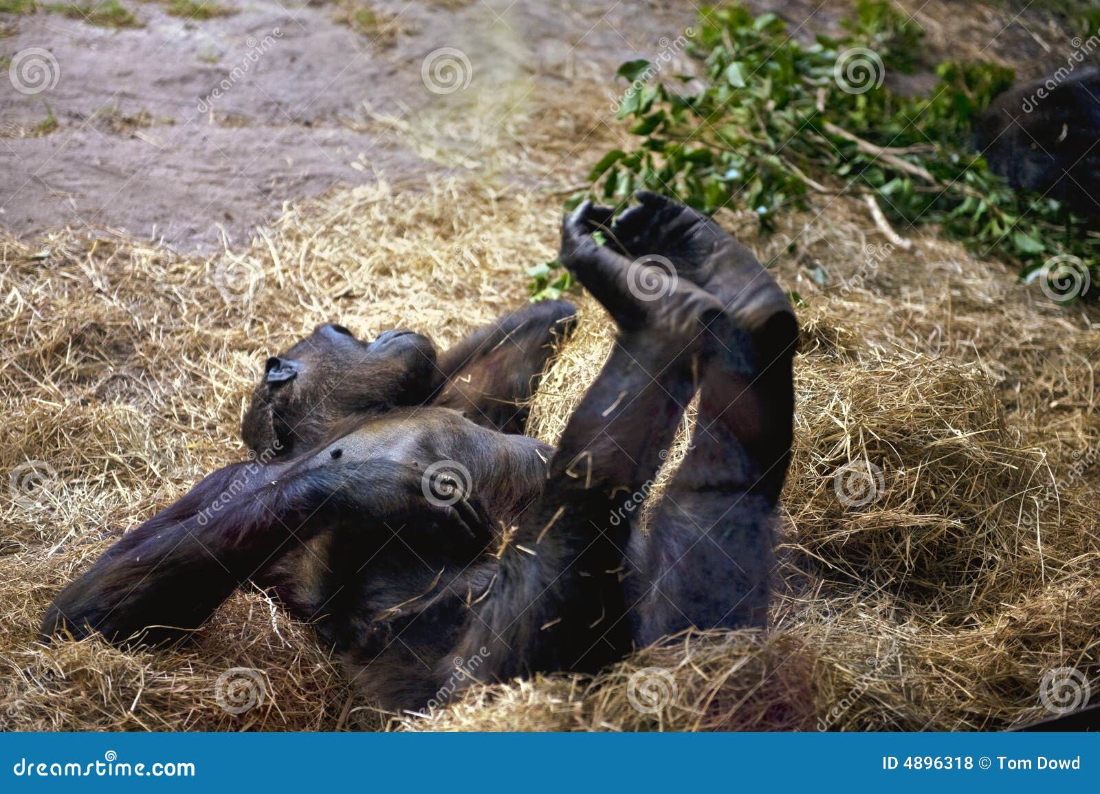 Gorilla relaxing in zoo stock photo. Image of relaxation - 4896318