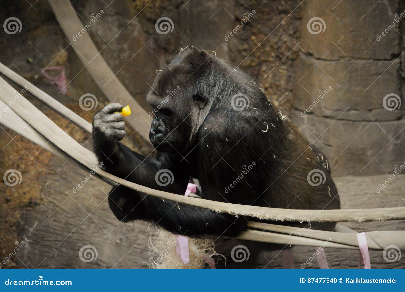 Gorilla stock photo. Image of adventure, close, chest - 87477540