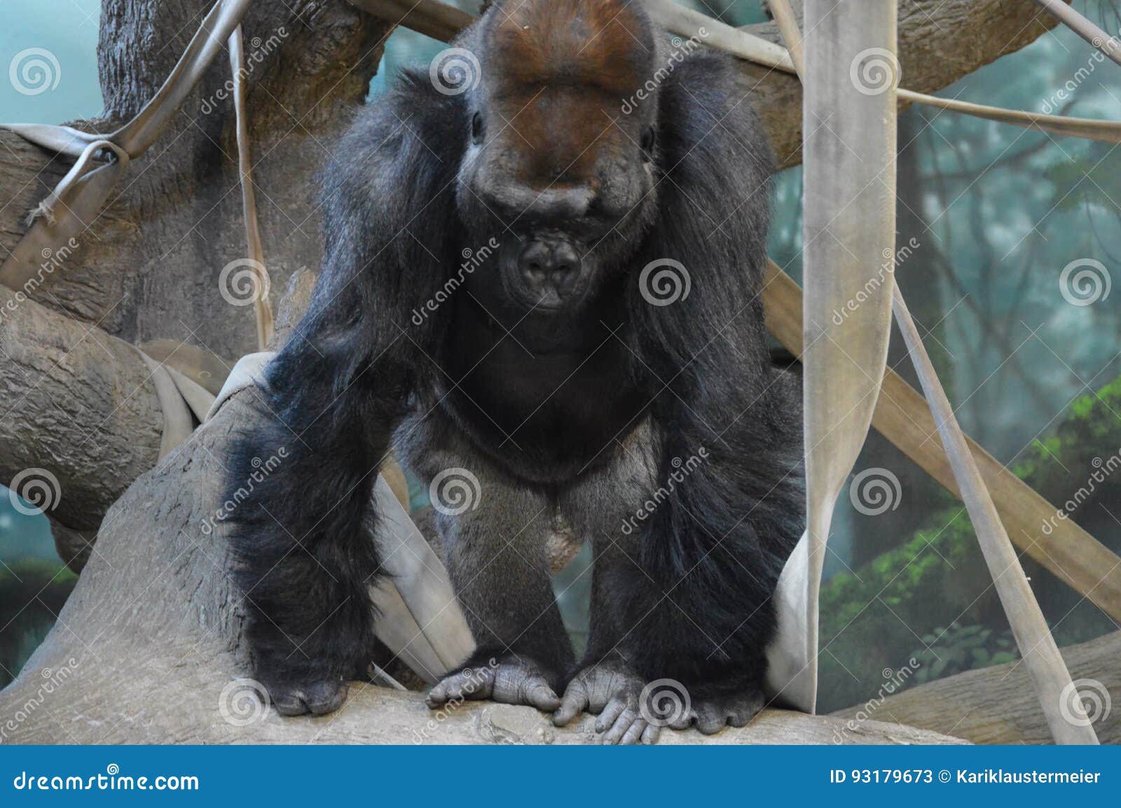 Gorilla stock image. Image of close, adventure, expression - 93179673