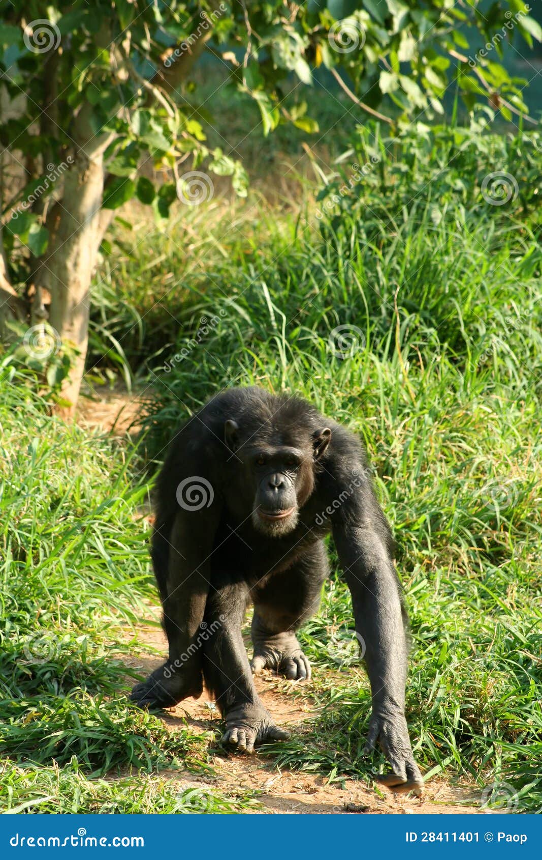 Gorilla on the run stock image. Image of mammal, gorilla - 28411401