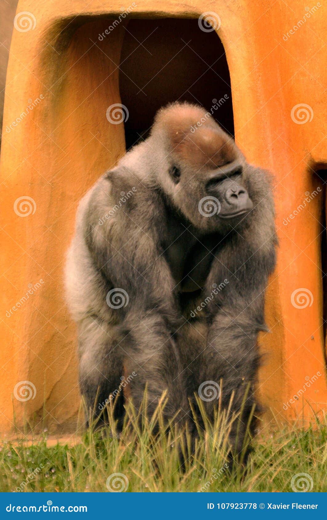 Gorilla Sat Delante De Su Choza Foto de archivo - Imagen de frente, animal: 107923778