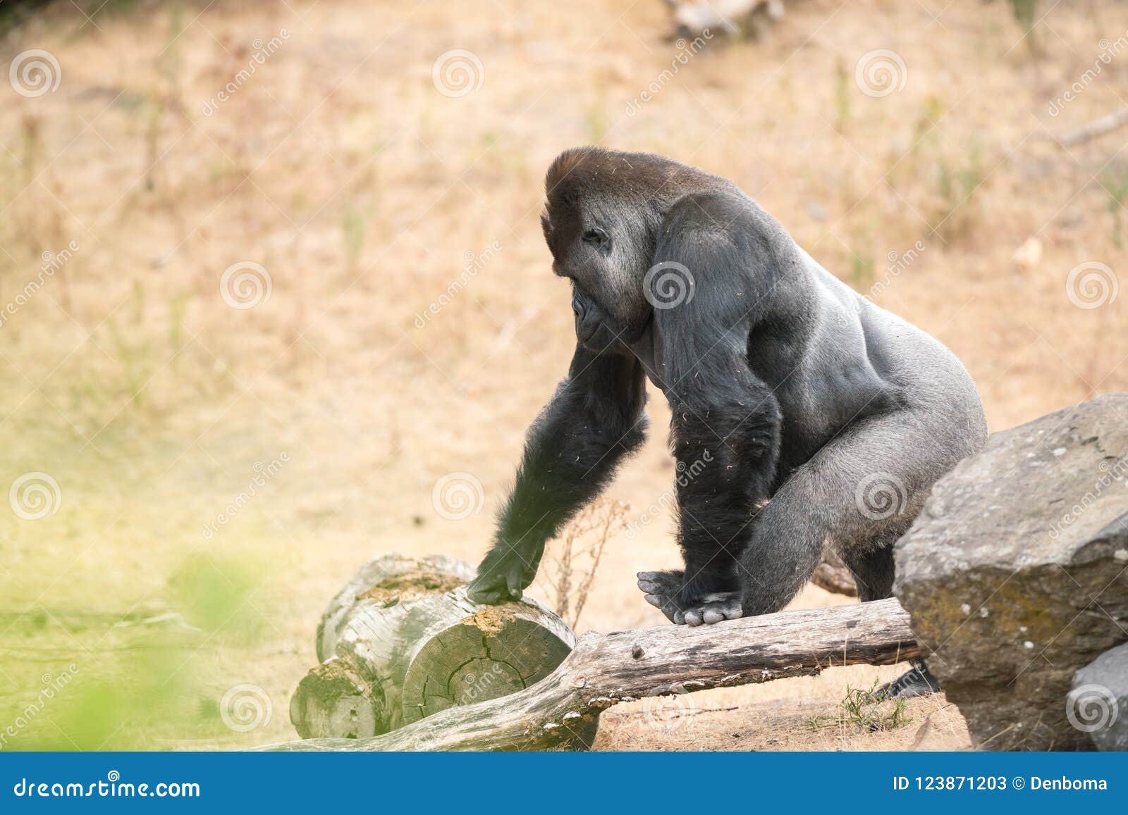 Gorilla, silver back stock image. Image of safari, mammal - 123871203