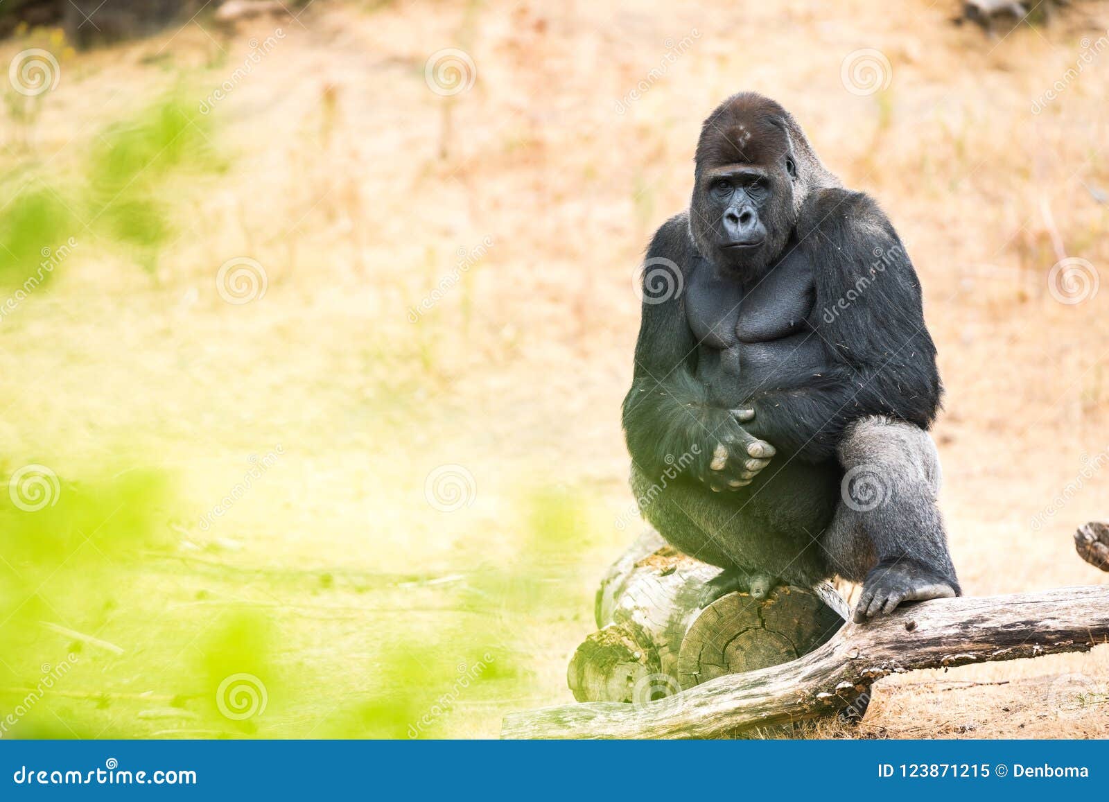 Gorilla, silver back stock image. Image of endangered - 123871215