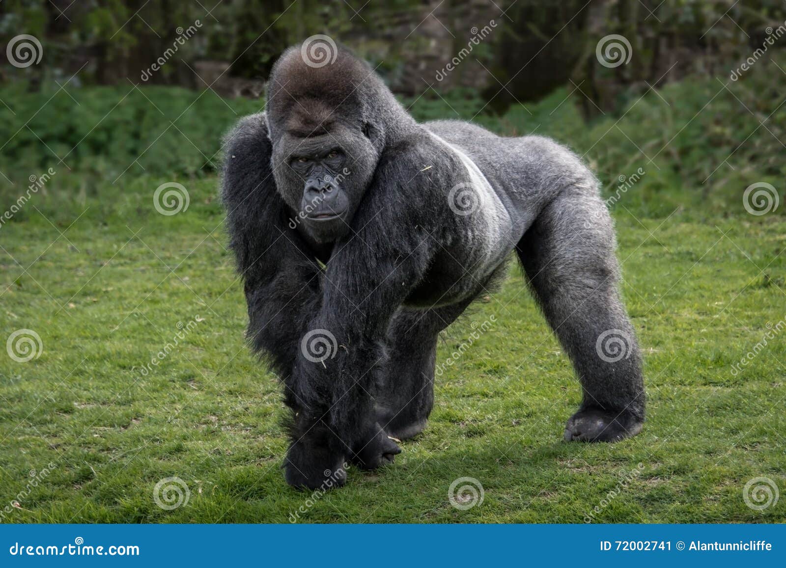 154 Menacing Glare Photos - Free & Royalty-Free Stock Photos from ...