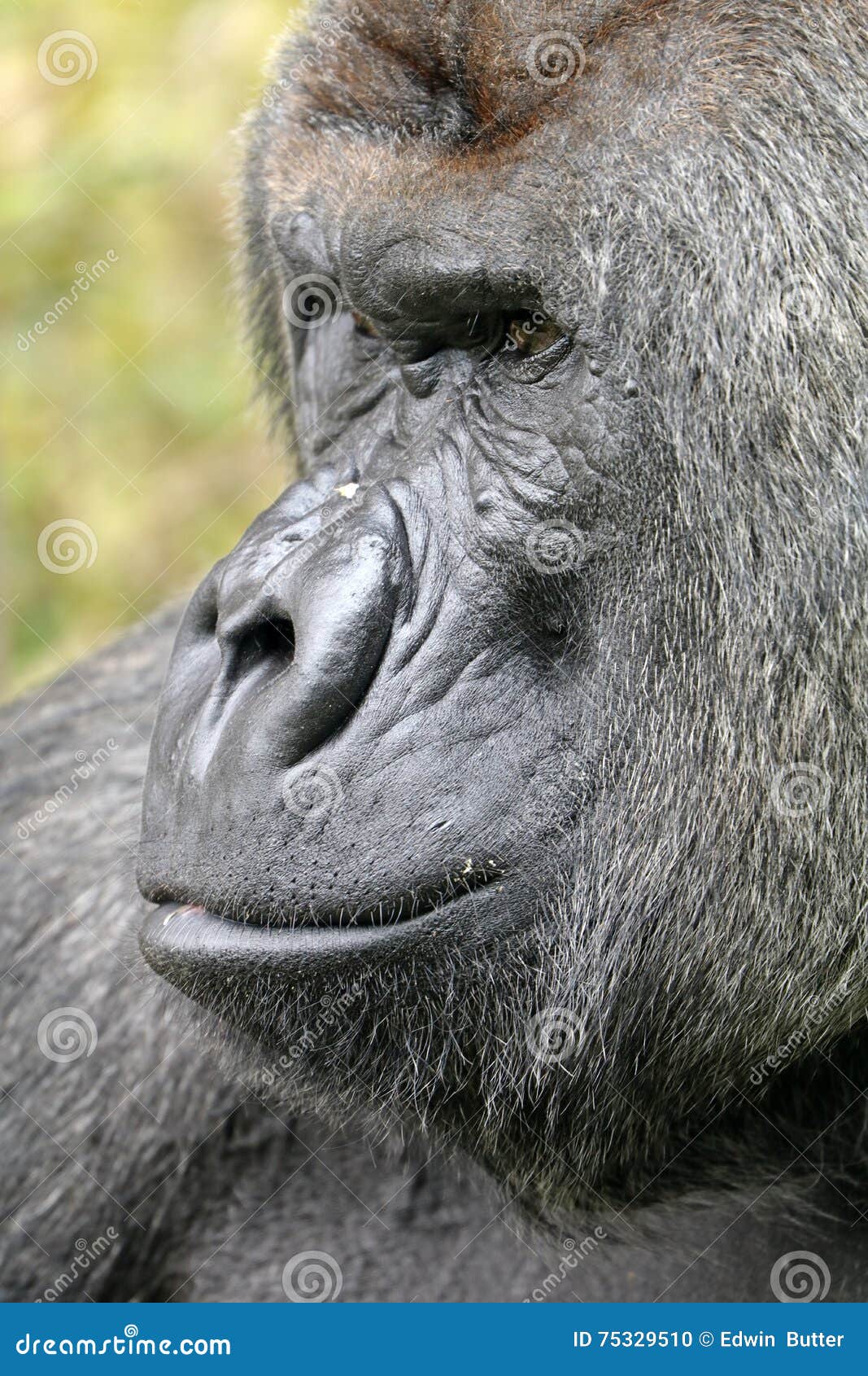 Gorilla stock photo. Image of western, silverback, primate - 75329510