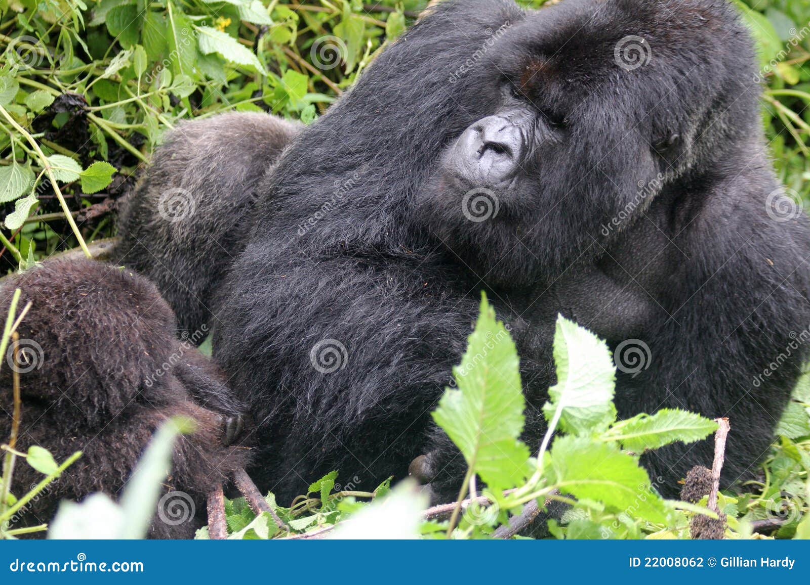 Gorilla Silverback Father stock photo. Image of huddled - 22008062