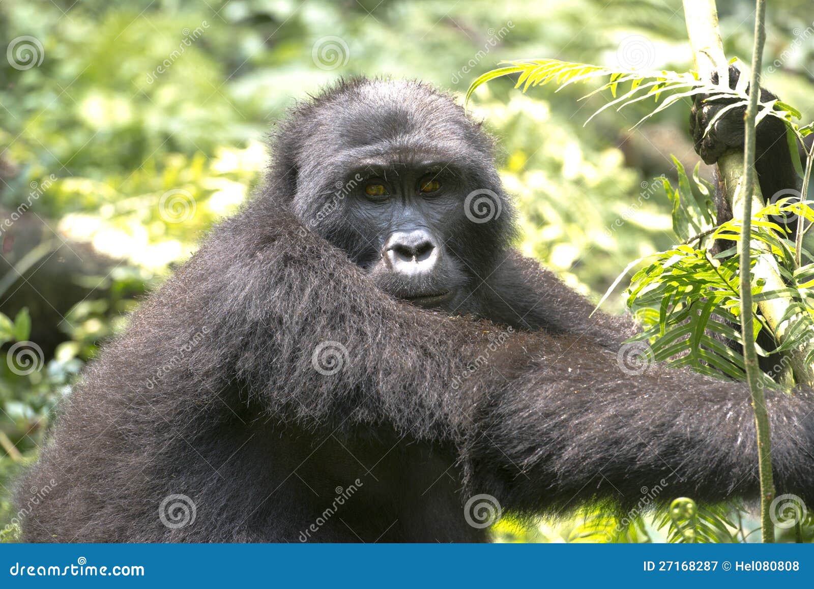 Gorilla In Natural Habitat In Rainforest Of Bwindi Impenetrable ...