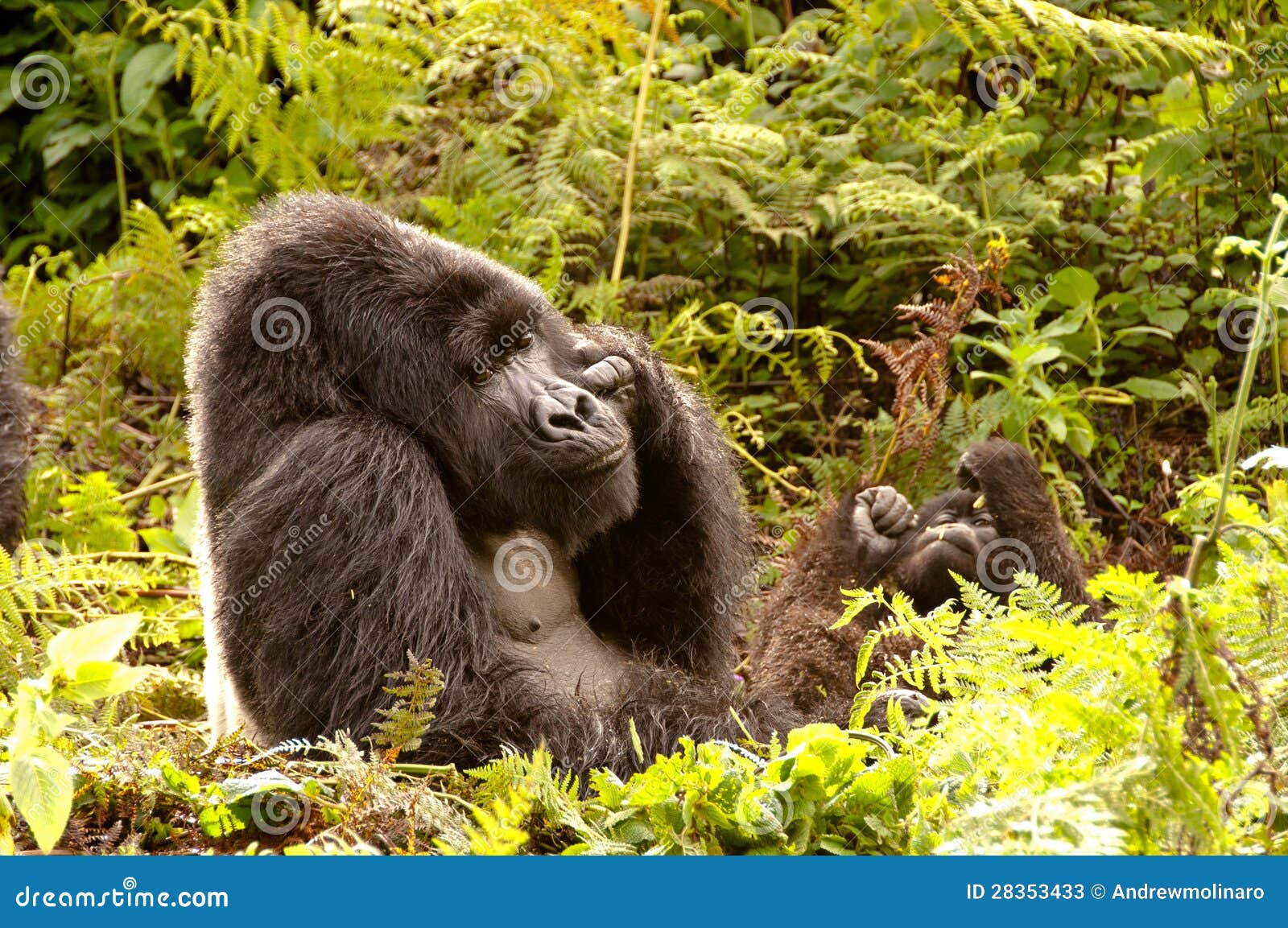 Gorilla Silverback Resting Pose Stock Image - Image of volcanoes ...