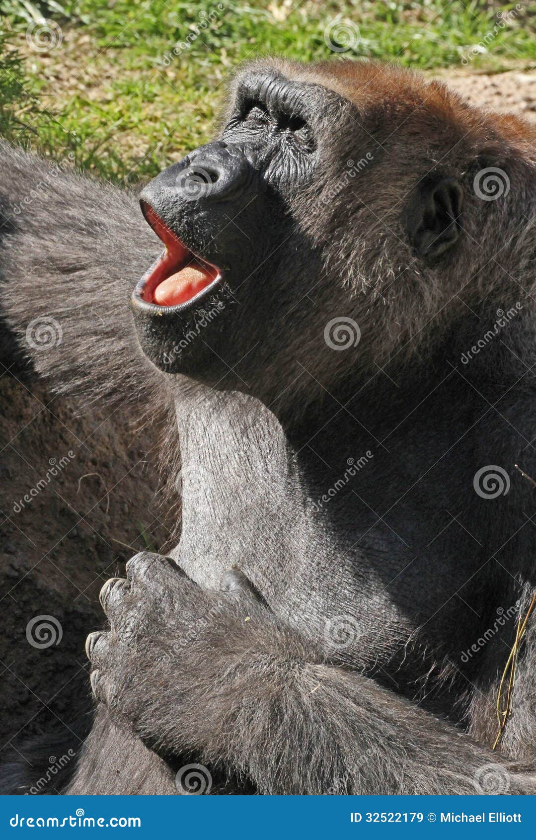 Gorilla stock image. Image of lean, intelligence, apes - 32522179