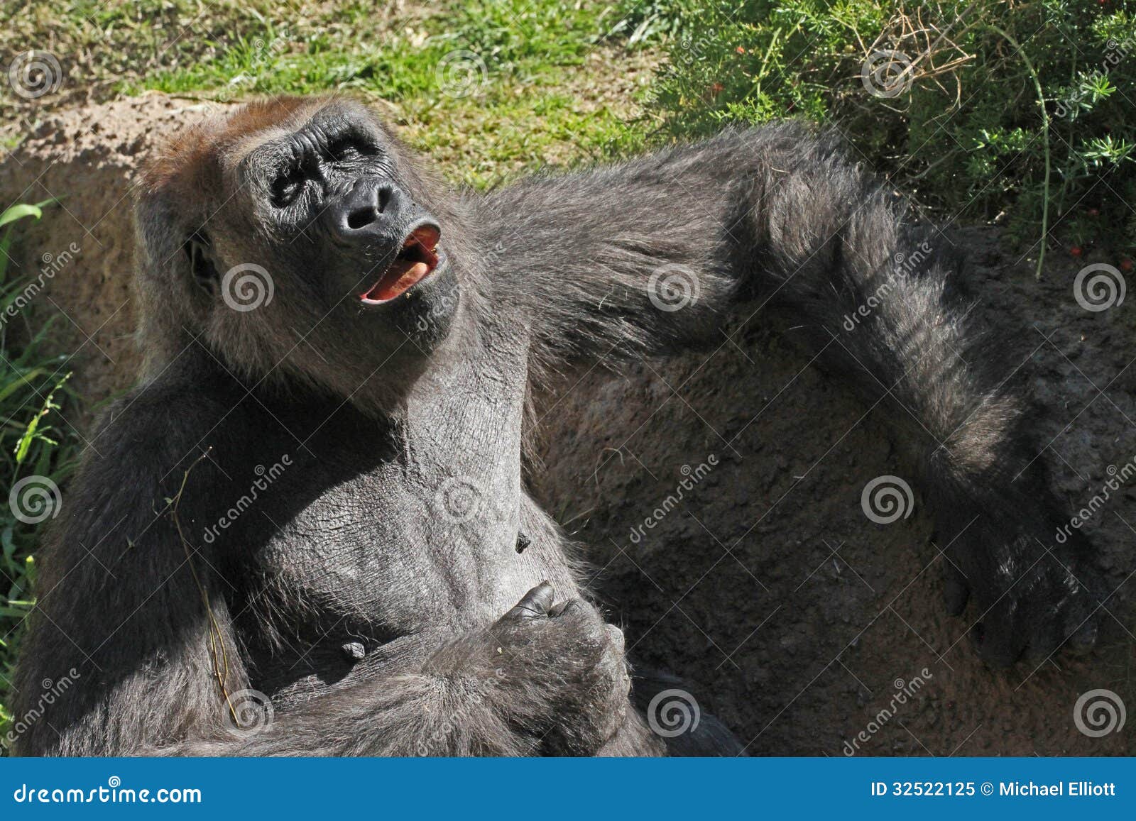 Gorilla stock image. Image of beasts, huge, king, expressive - 32522125