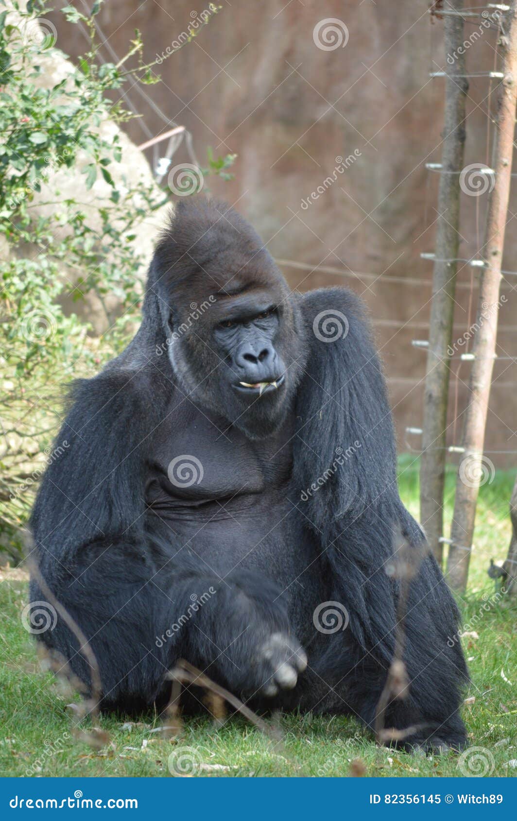 Gorilla stock image. Image of nature, feasted, gorilla - 82356145
