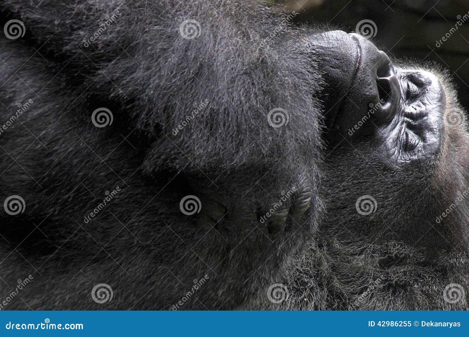 Gorilla sleeping stock image. Image of male, silver, black - 42986255
