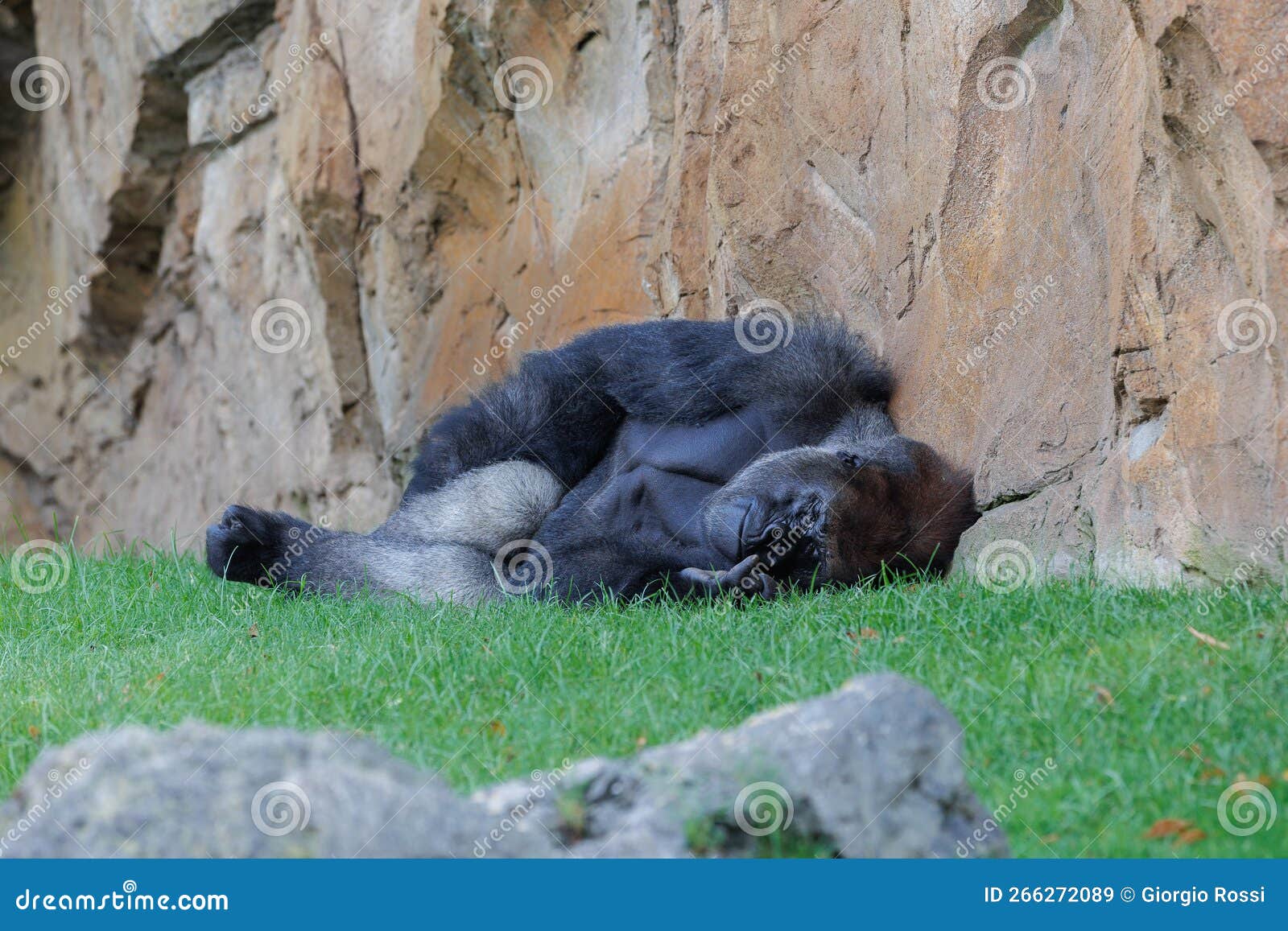 Gorilla Sleeping Outdoor Lying on the Grass Next To a Rock Stock Image ...