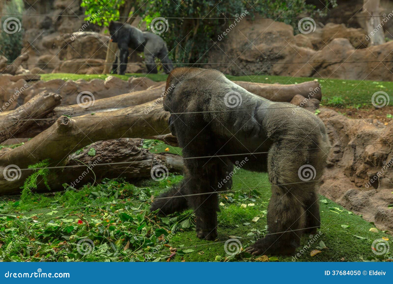 Gorilla Standing stock photo. Image of gorilla, monkey - 37684050