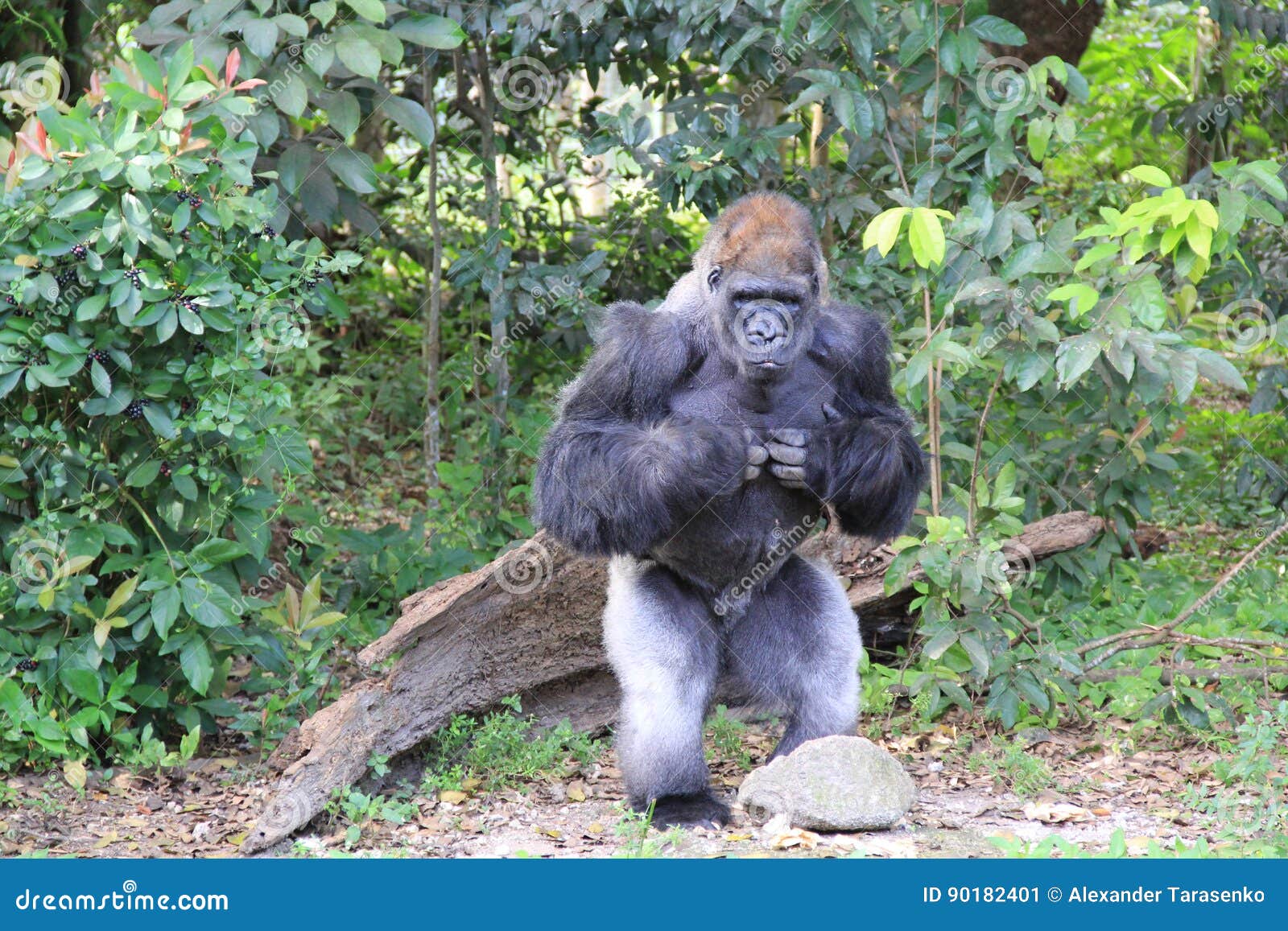 Gorilla standing stock image. Image of primate, muscles - 90182401