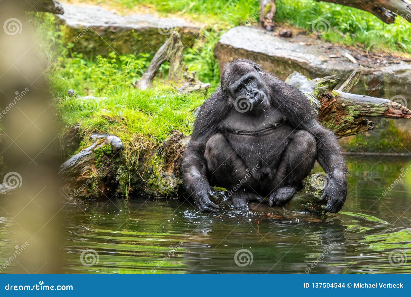 Gorilla on a Stone on the Edge of the Pool Stock Photo - Image of ...