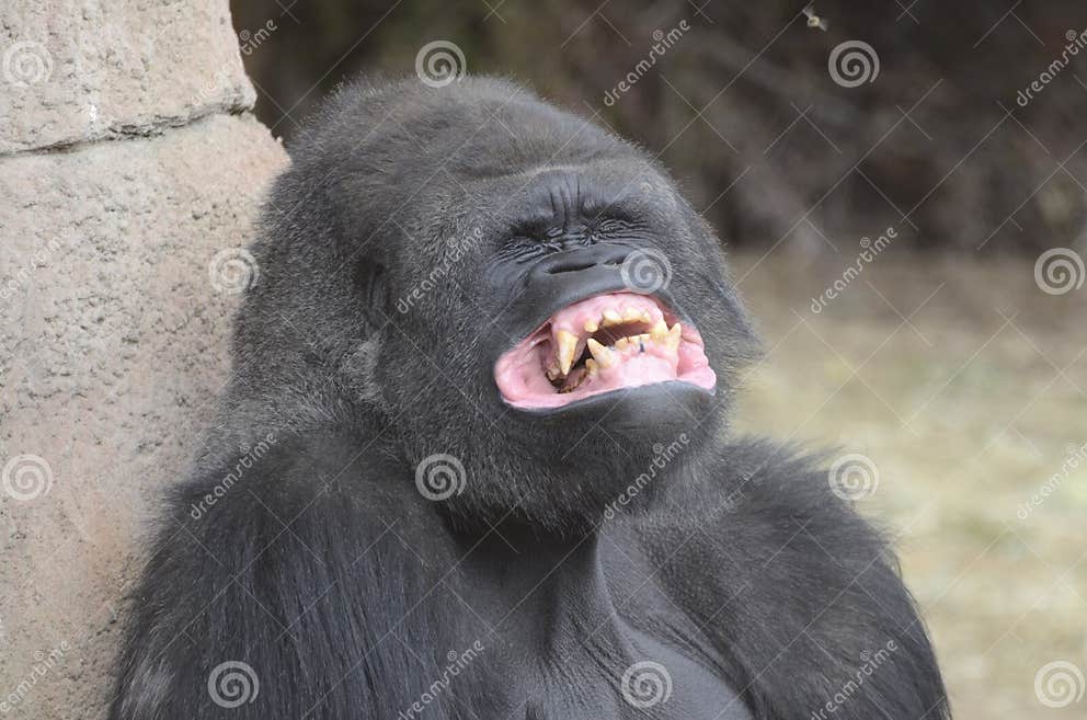 Gorilla teeth stock image. Image of gorilla, silverback - 23408359