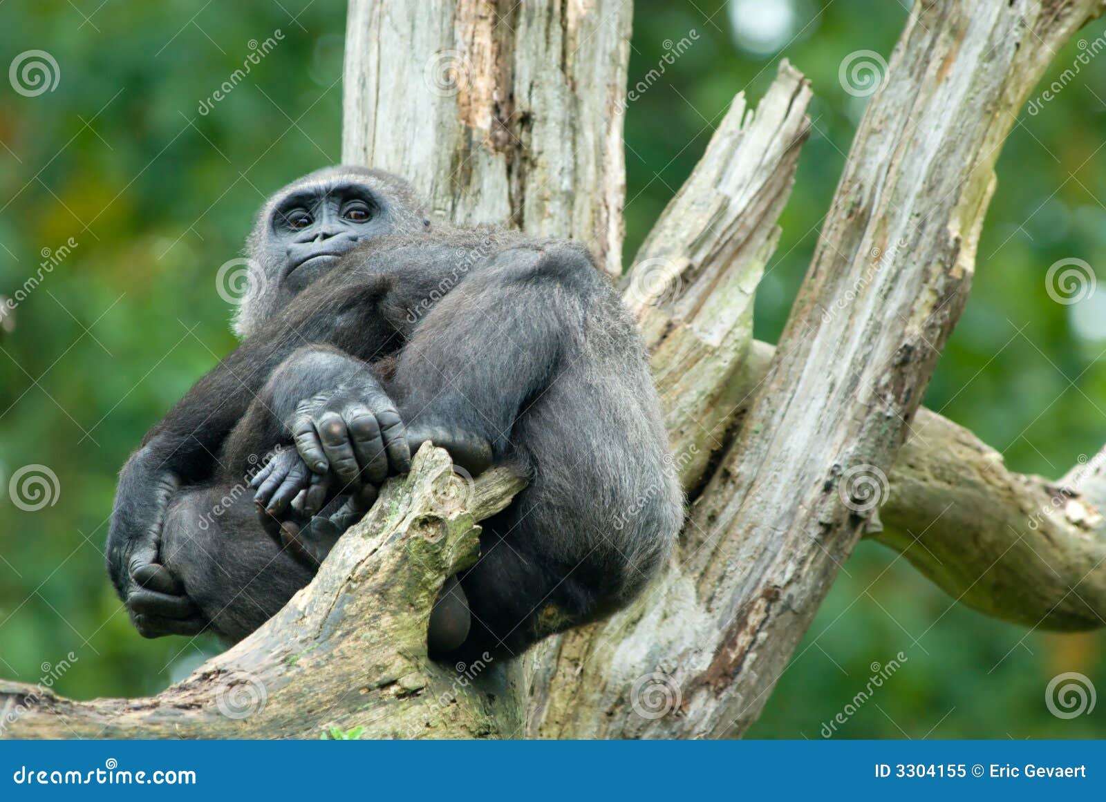 Gorilla in tree stock image. Image of congo, boss, animal - 3304155