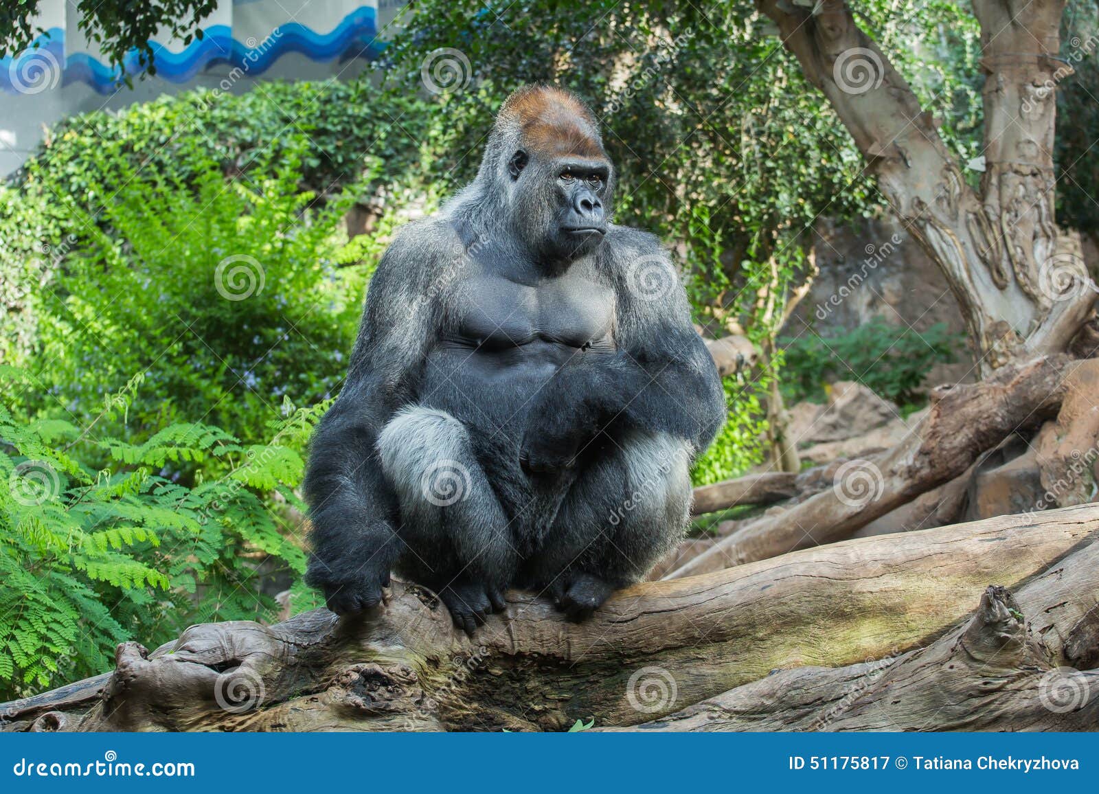 Gorilla on a tree stock image. Image of mountain, dominate - 51175817
