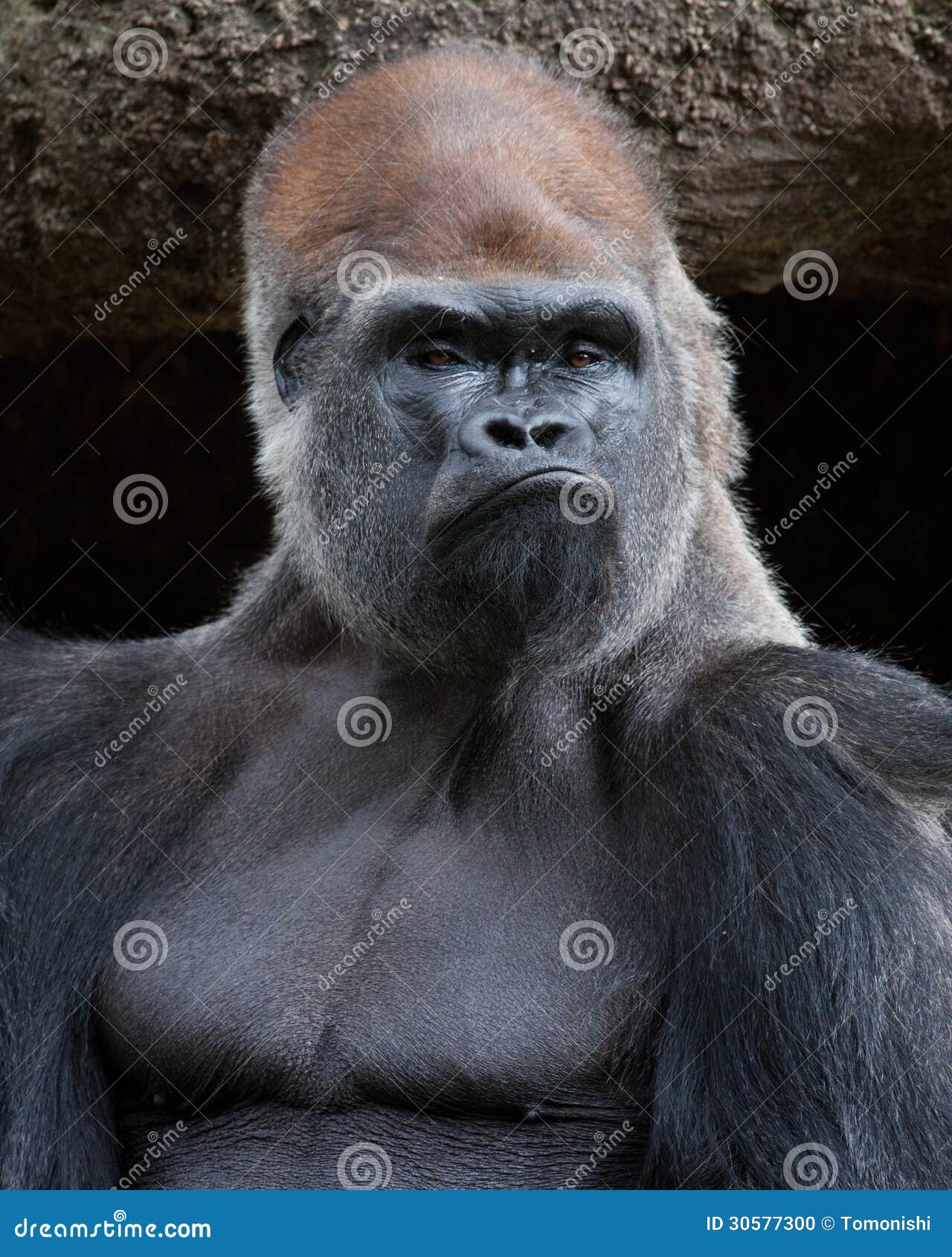 Gorilla - tuff grabb arkivfoto. Bild av djurliv, gorilla - 30577300