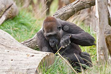 Gorilla using tool stock photo. Image of large, silverback - 29115394