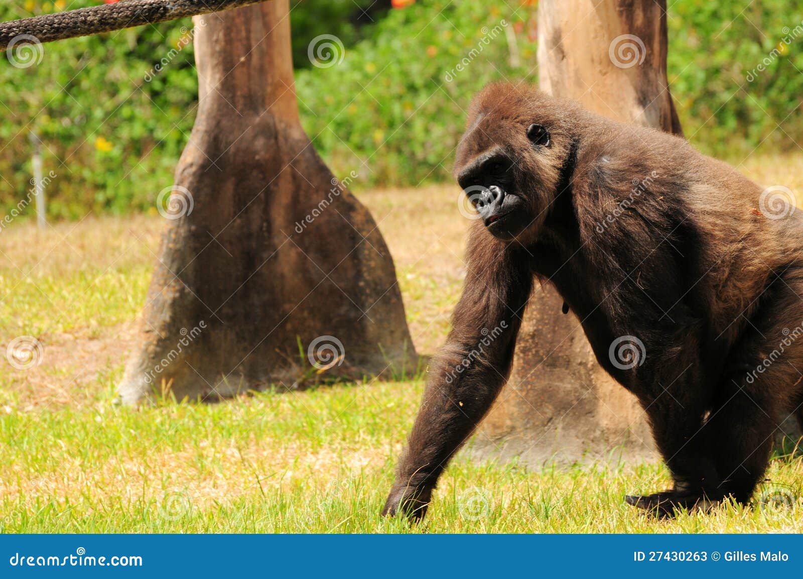 Gorilla walking stock image. Image of large, female, mammal - 27430263