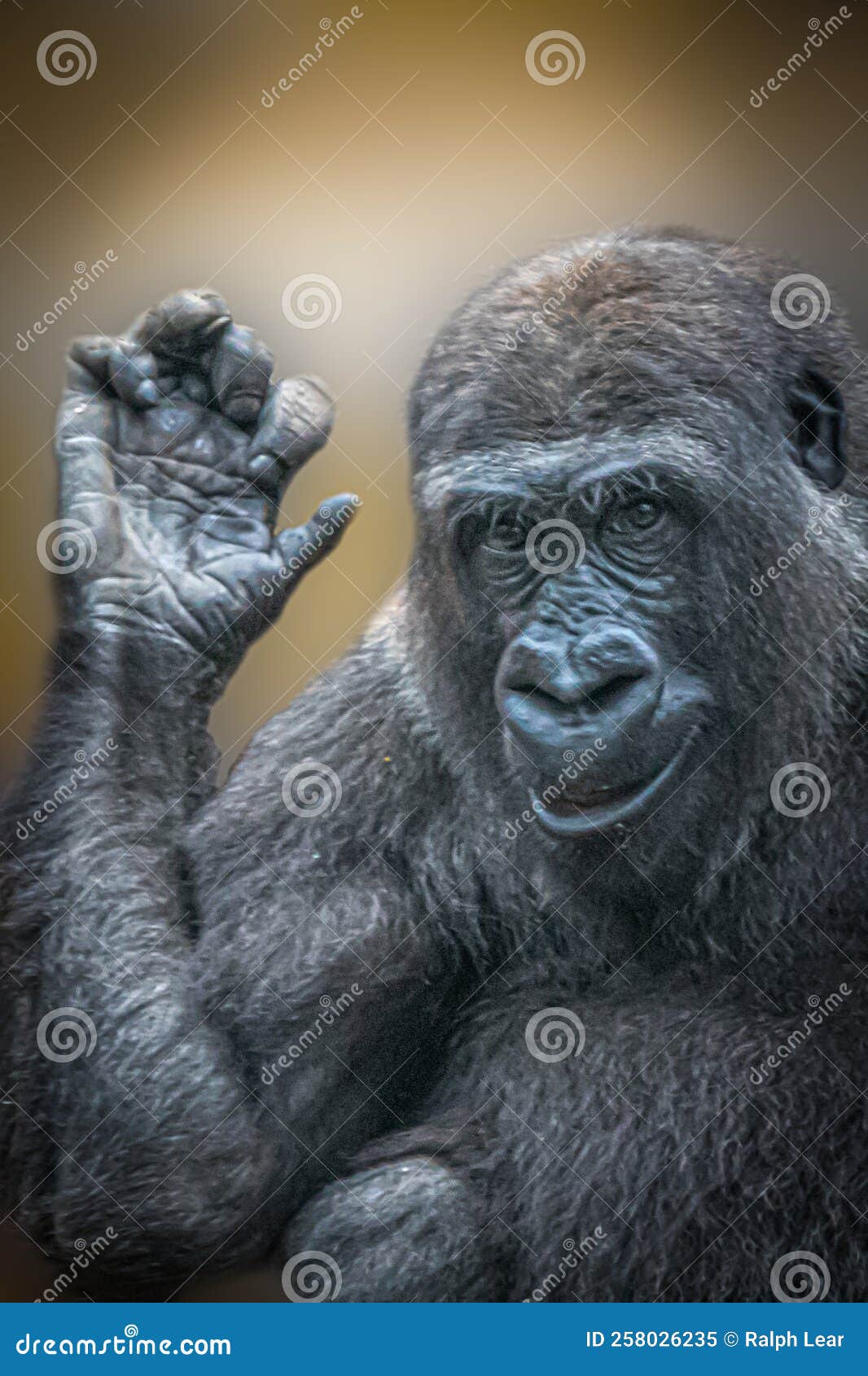 A gorilla waving its hand stock image. Image of hairy - 258026235