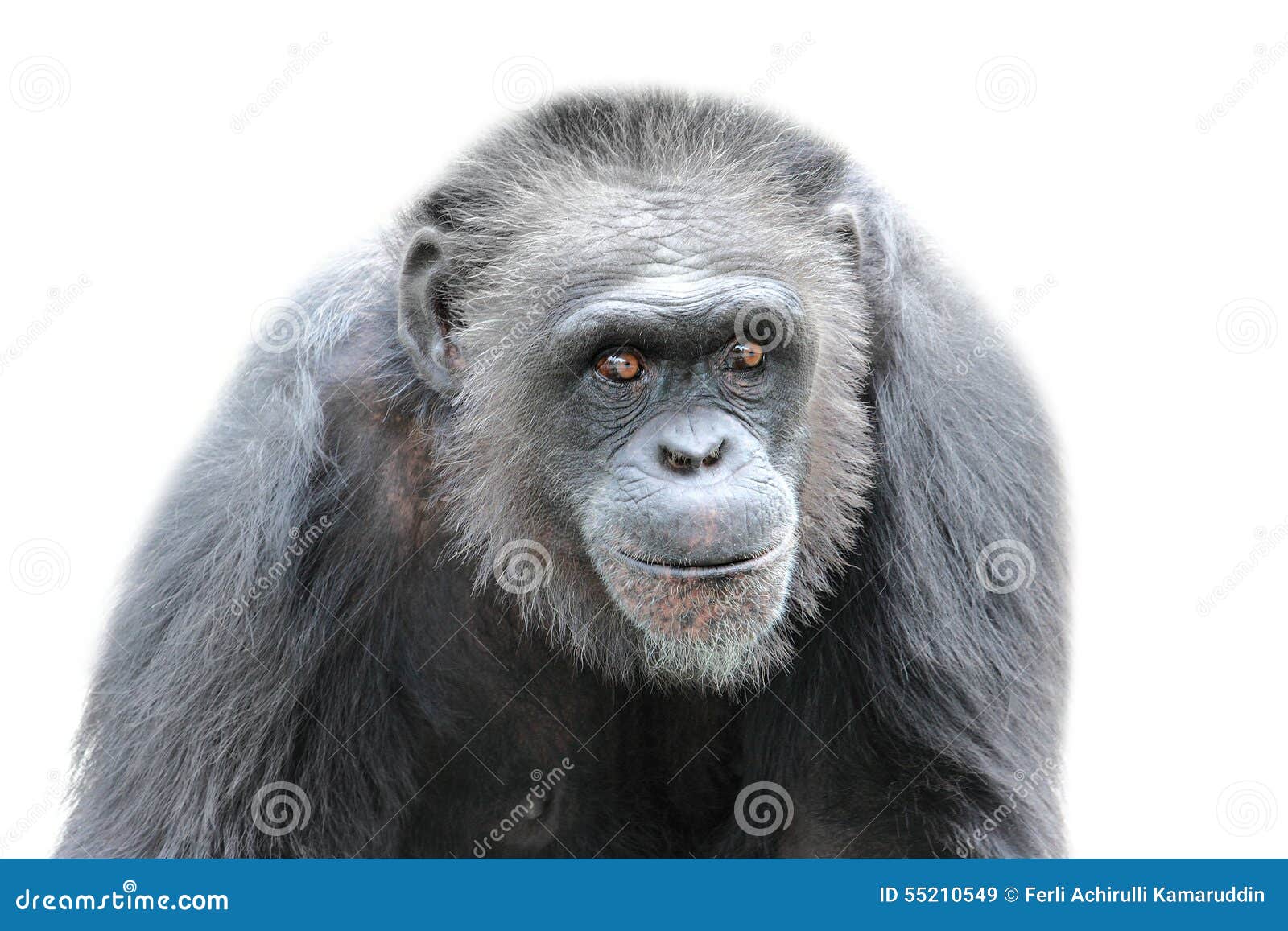 Chimpanzee Arm Up Stock Photos - Free & Royalty-Free Stock Photos from ...
