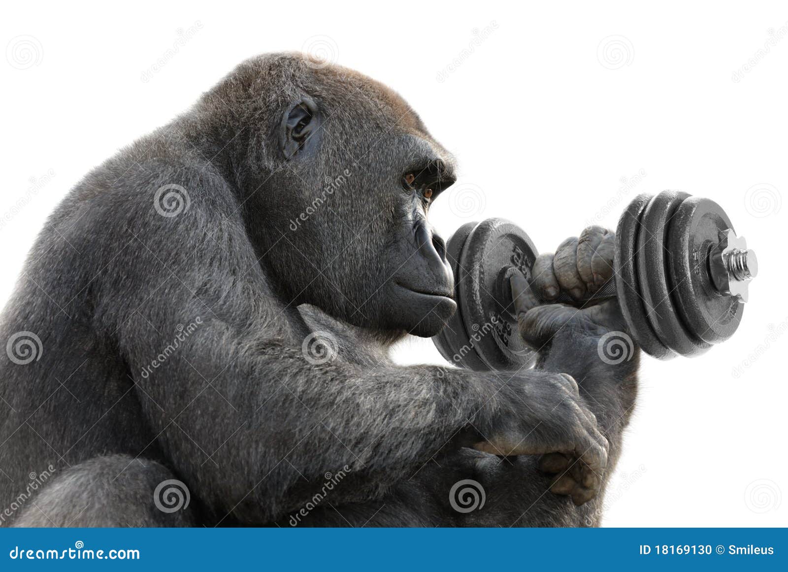 Gorilla Working Out with a Dumbbell Stock Photo - Image of impressive ...