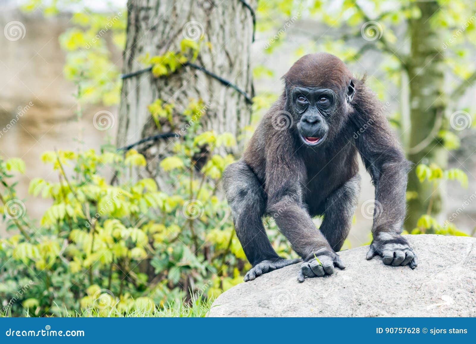 Gorilla young in zoo stock photo. Image of mockey, portrait - 90757628