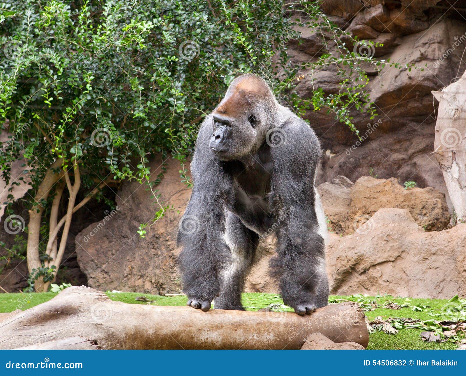Gorilla in the Zoo Loro Park Stock Photo - Image of large, monkey: 54506832