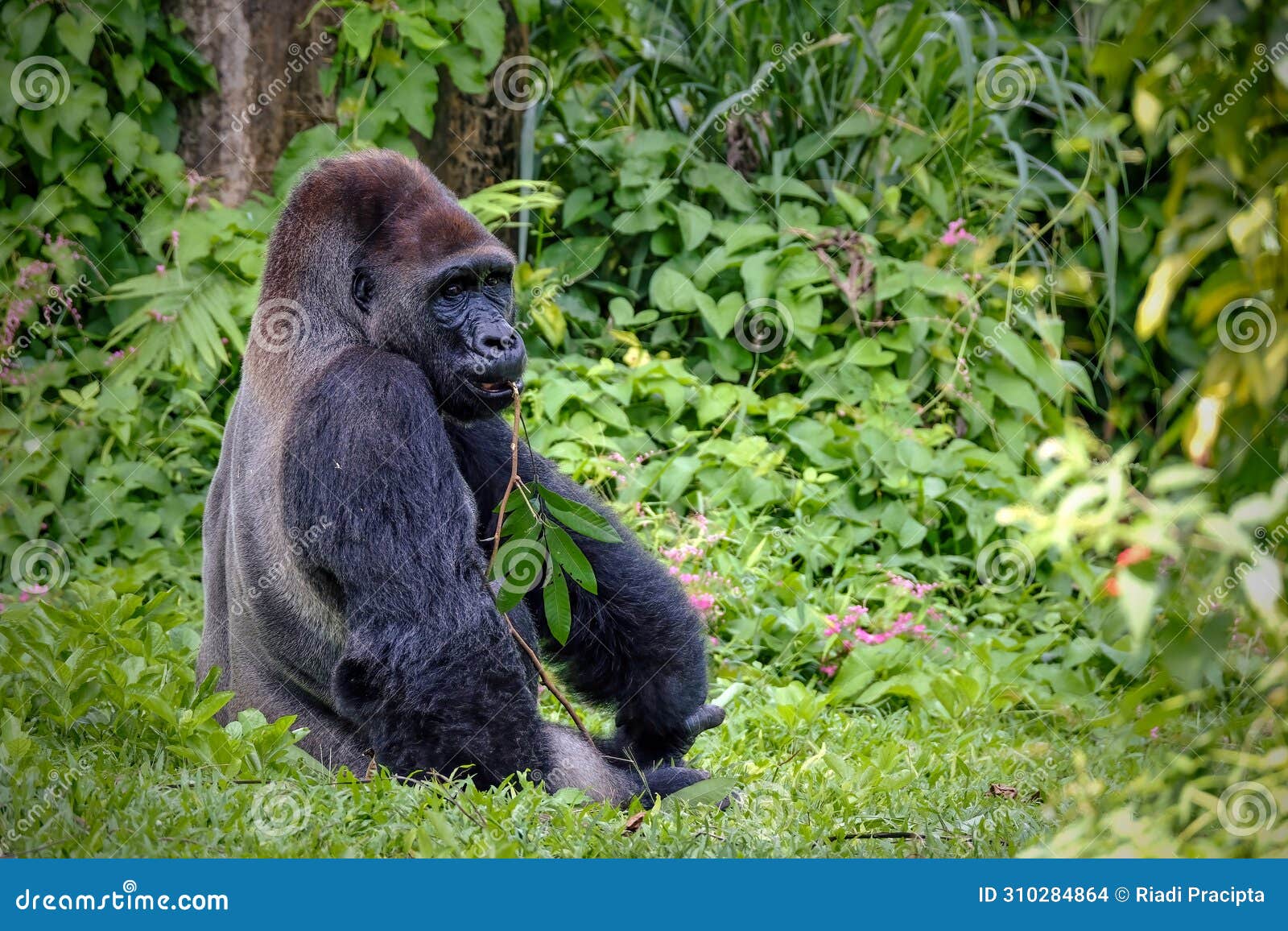 Gorillas Enjoying and Playing Stock Photo - Image of gorilla, outdoors ...