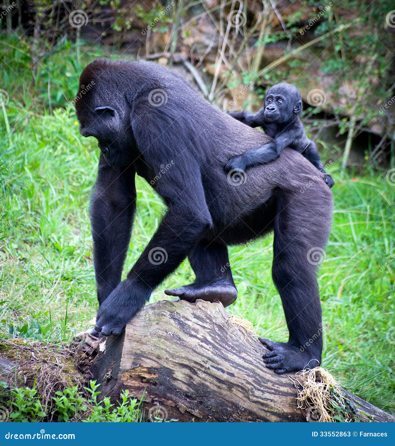 Gorillas stock image. Image of black, eyes, nature, african - 33552863