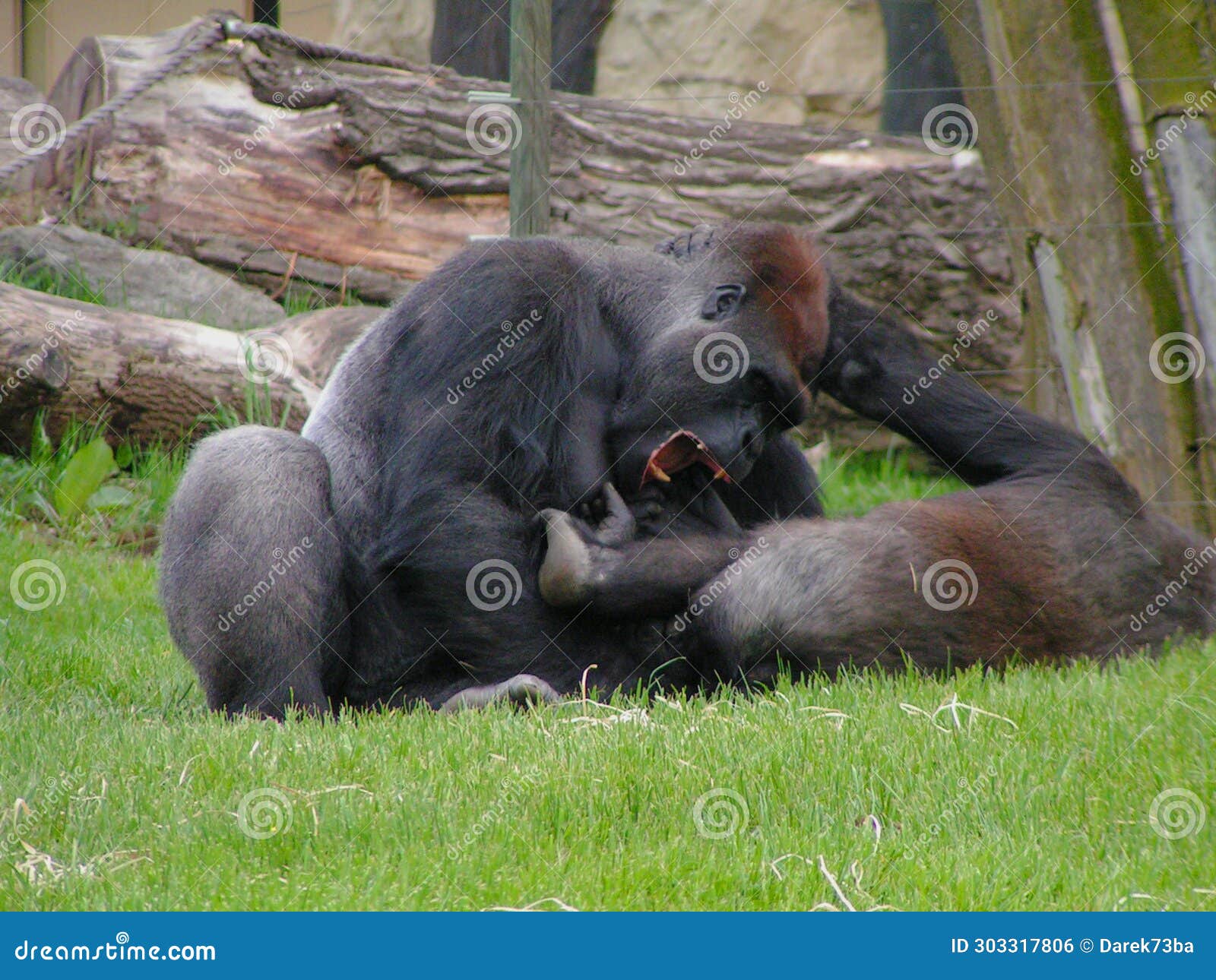 Gorillas Playing in the Enclosure Editorial Photo - Image of chimpanzee ...