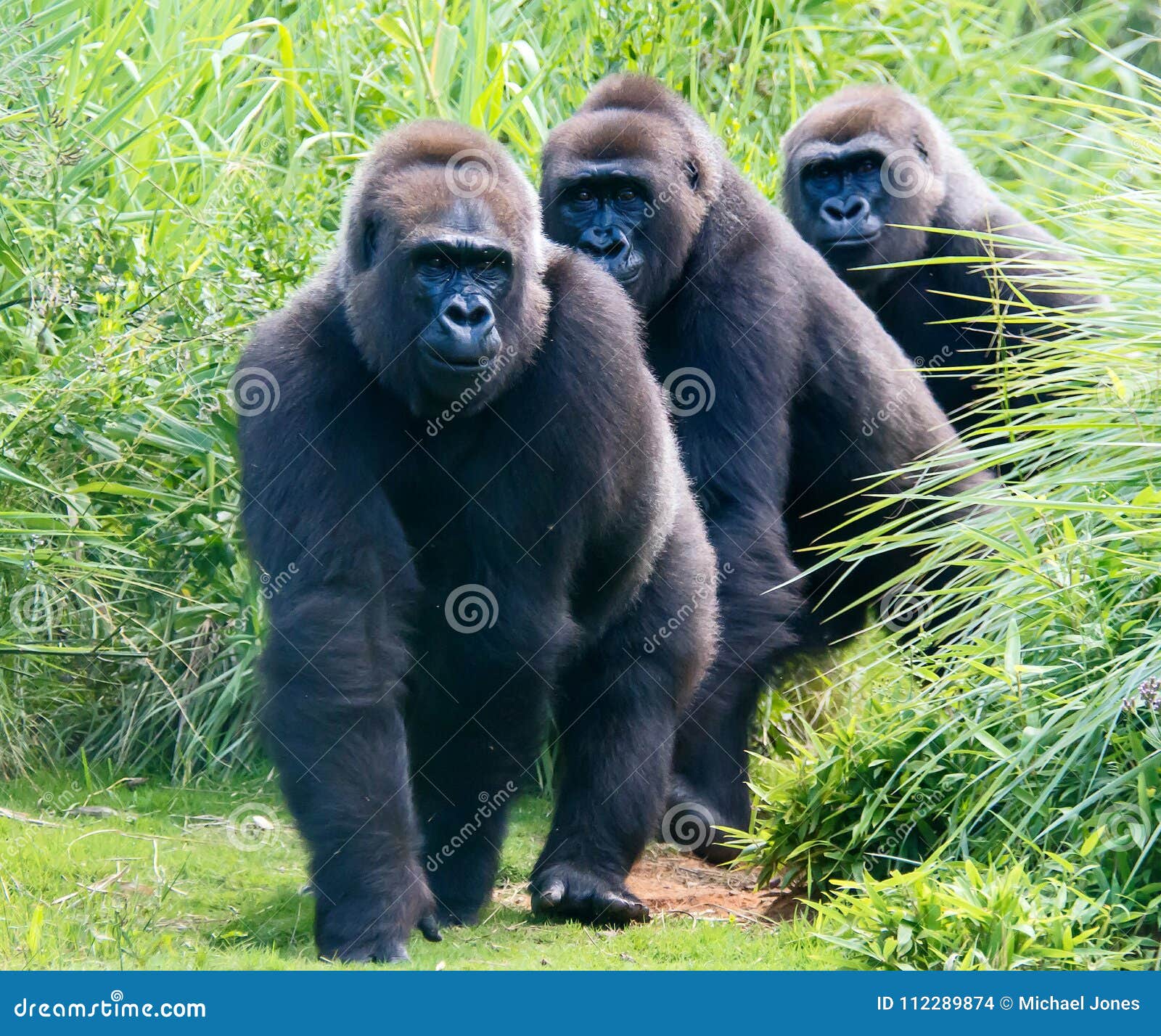 Gorillas Stock Photos - Download 2,447 Royalty Free Photos