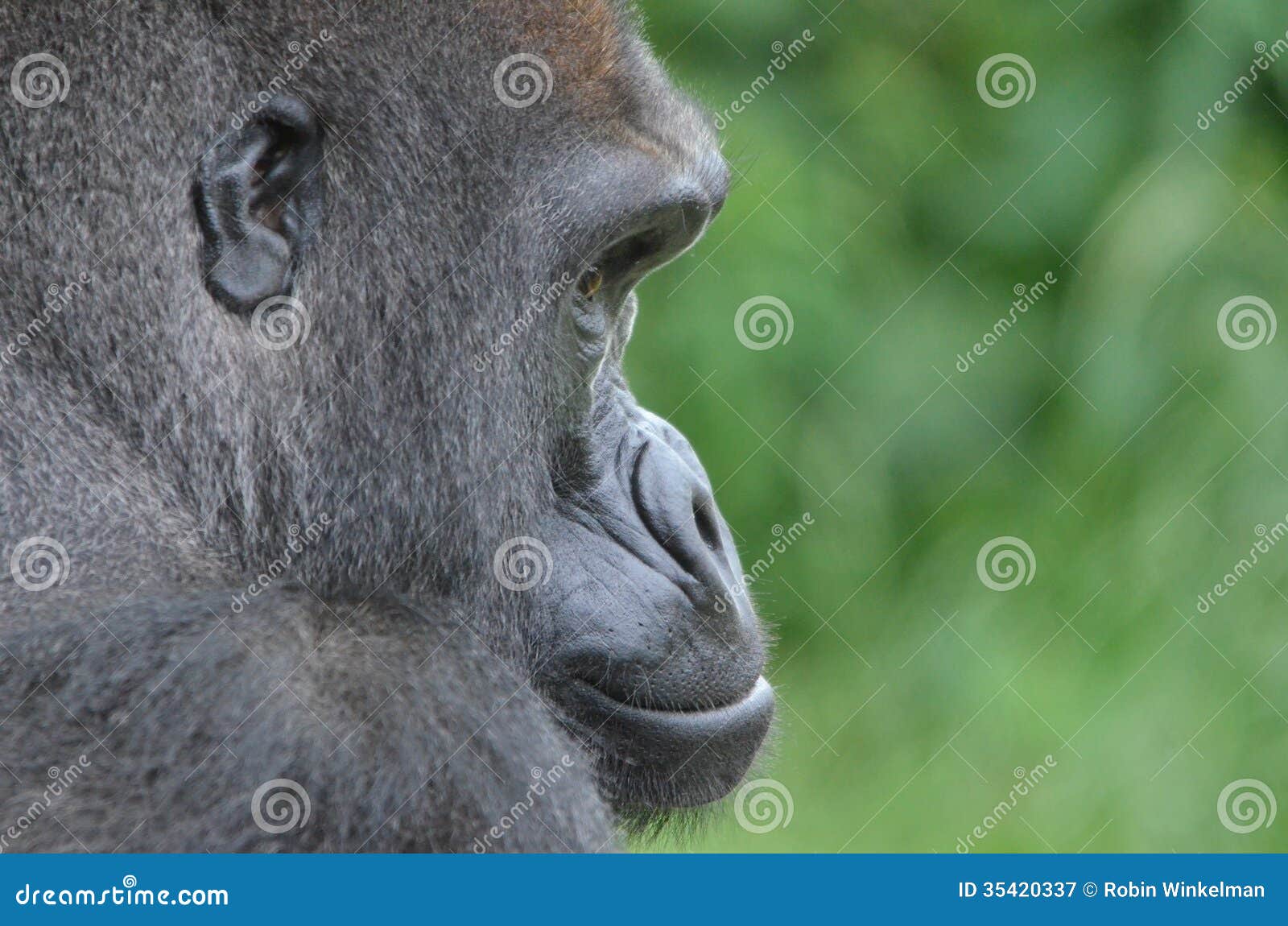 Gorille masculin 3 image stock. Image du gorille, oreille - 35420337