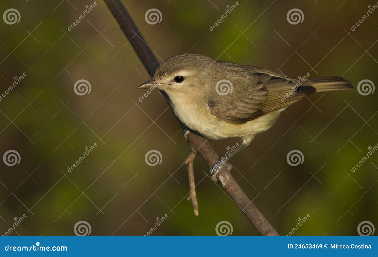 Gorjear un especie de ave imagen de archivo. Imagen de flor - 24653469