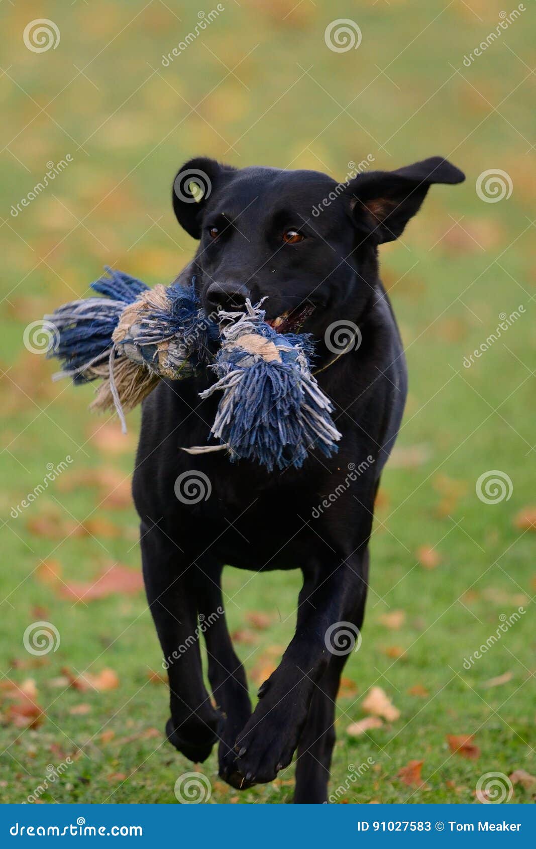 Gormless black labrador stock image. Image of pets, portrait - 91027583