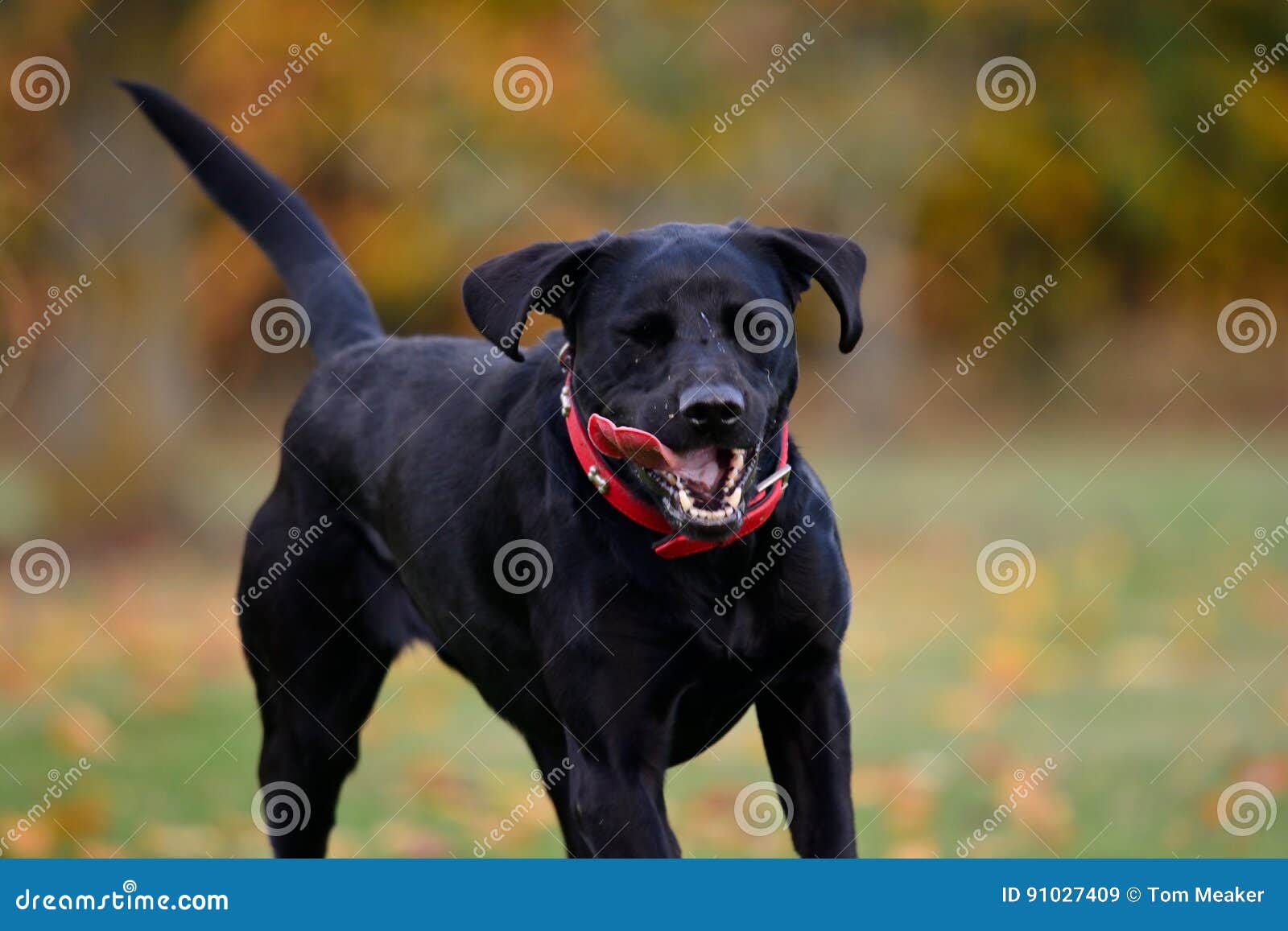 Gormless black labrador stock image. Image of playing - 91027409